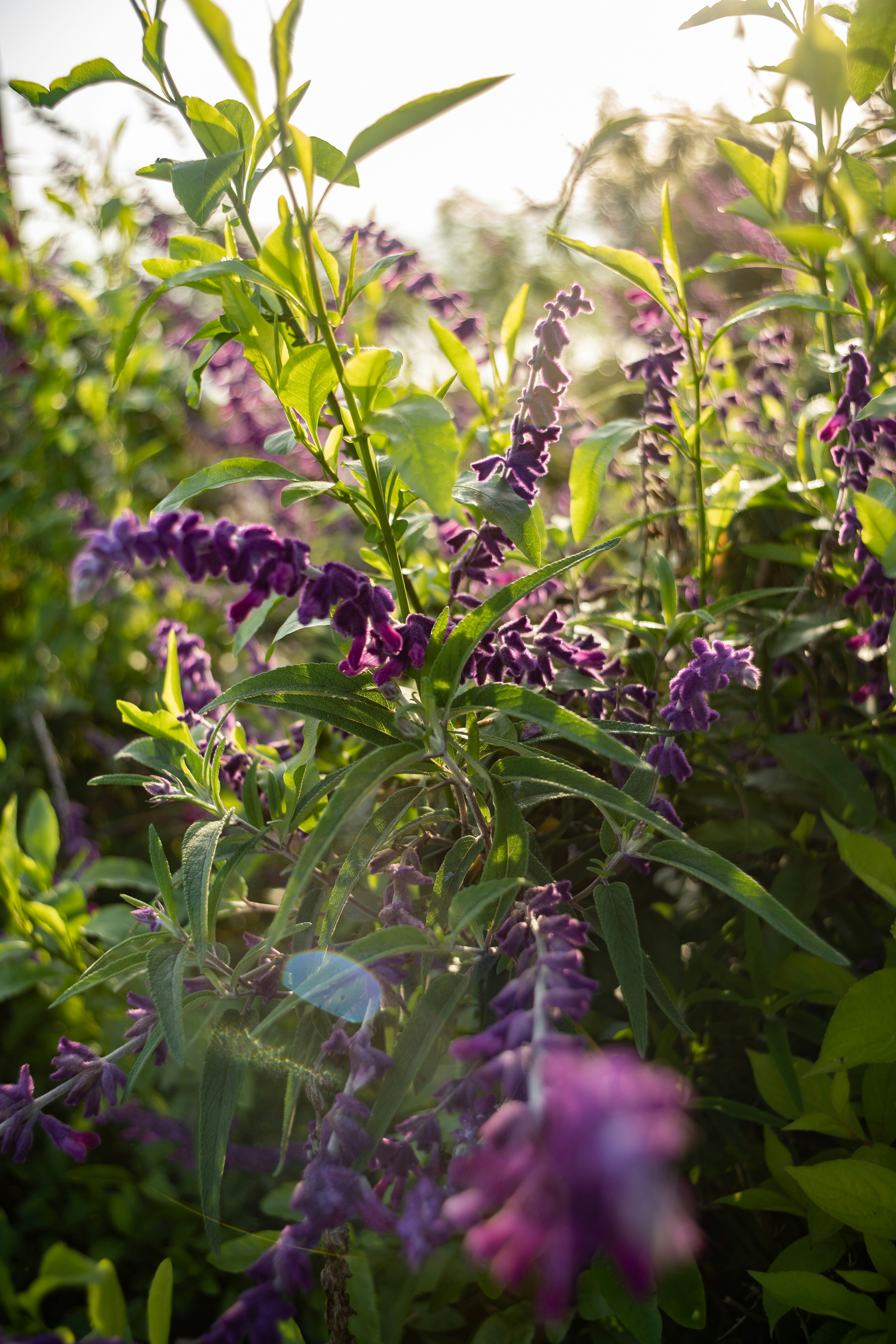 Sunlit Lavender Blooms in a Quiet Garden Patch