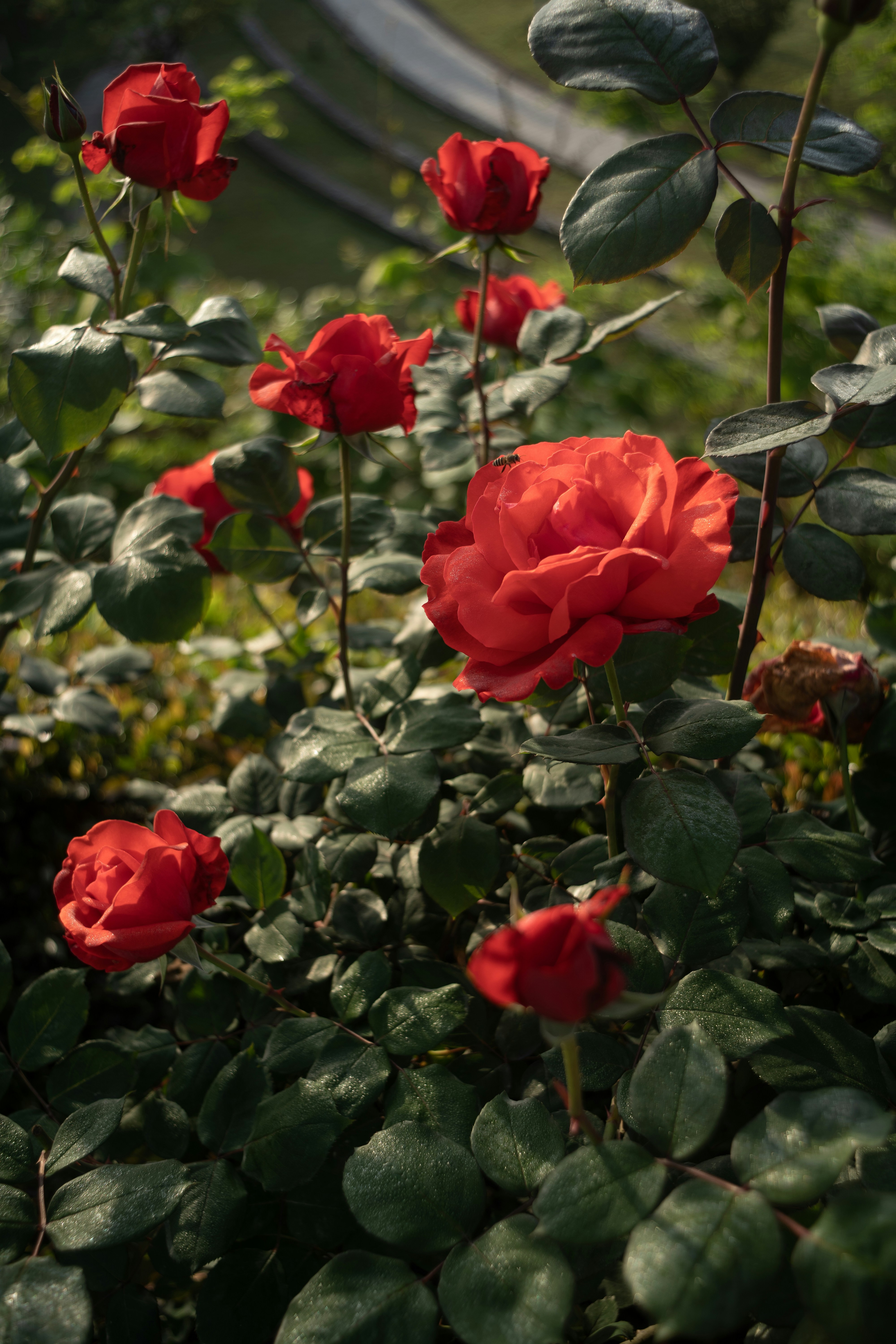 Crimson Roses in Dappled Sunlight