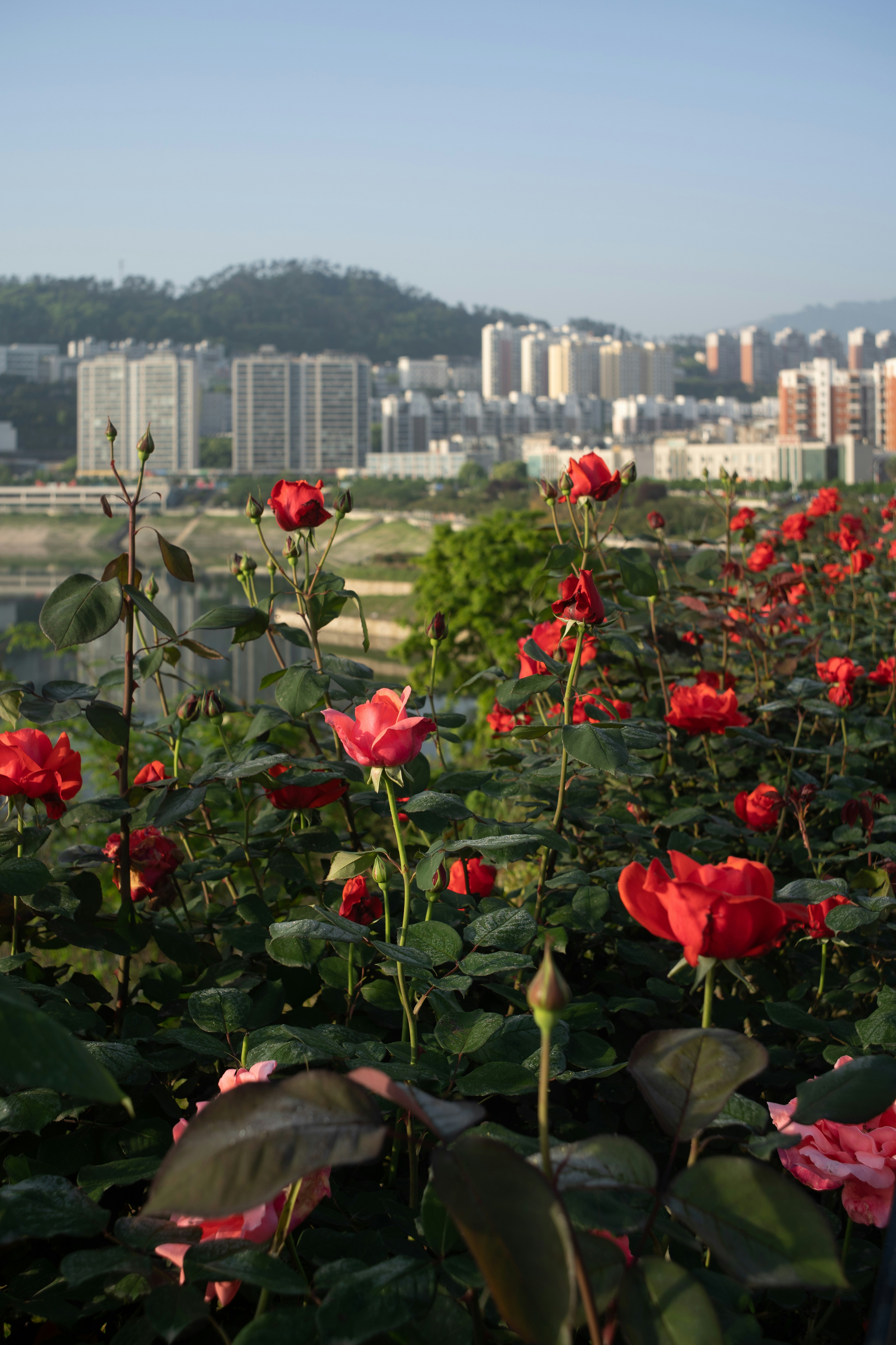 Beyond the Roses: Cityscape Backdrop Framing a Blooming Border