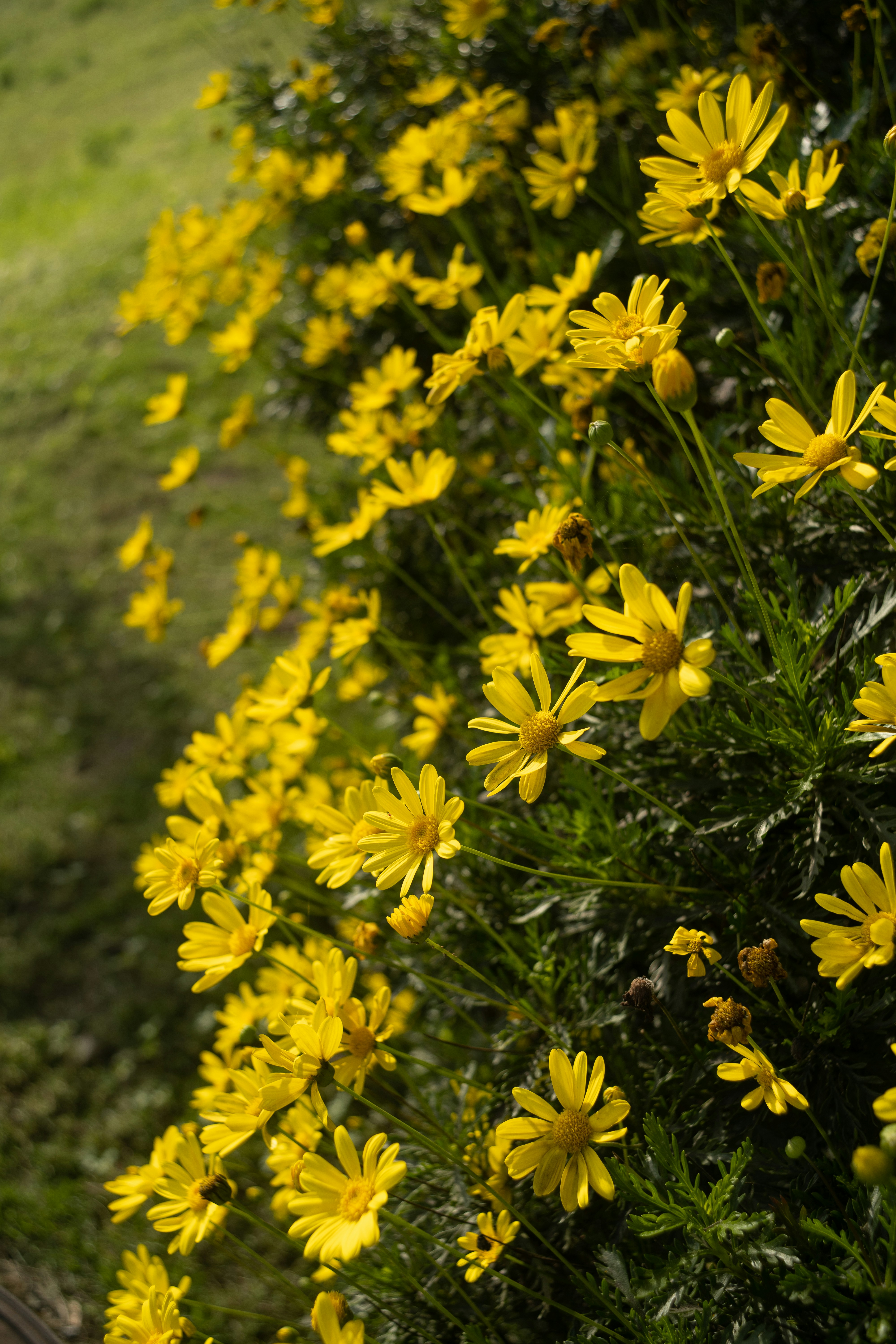 Golden Meadow in Bloom: A Cascade of Daffodil-like Flowers along a Slope