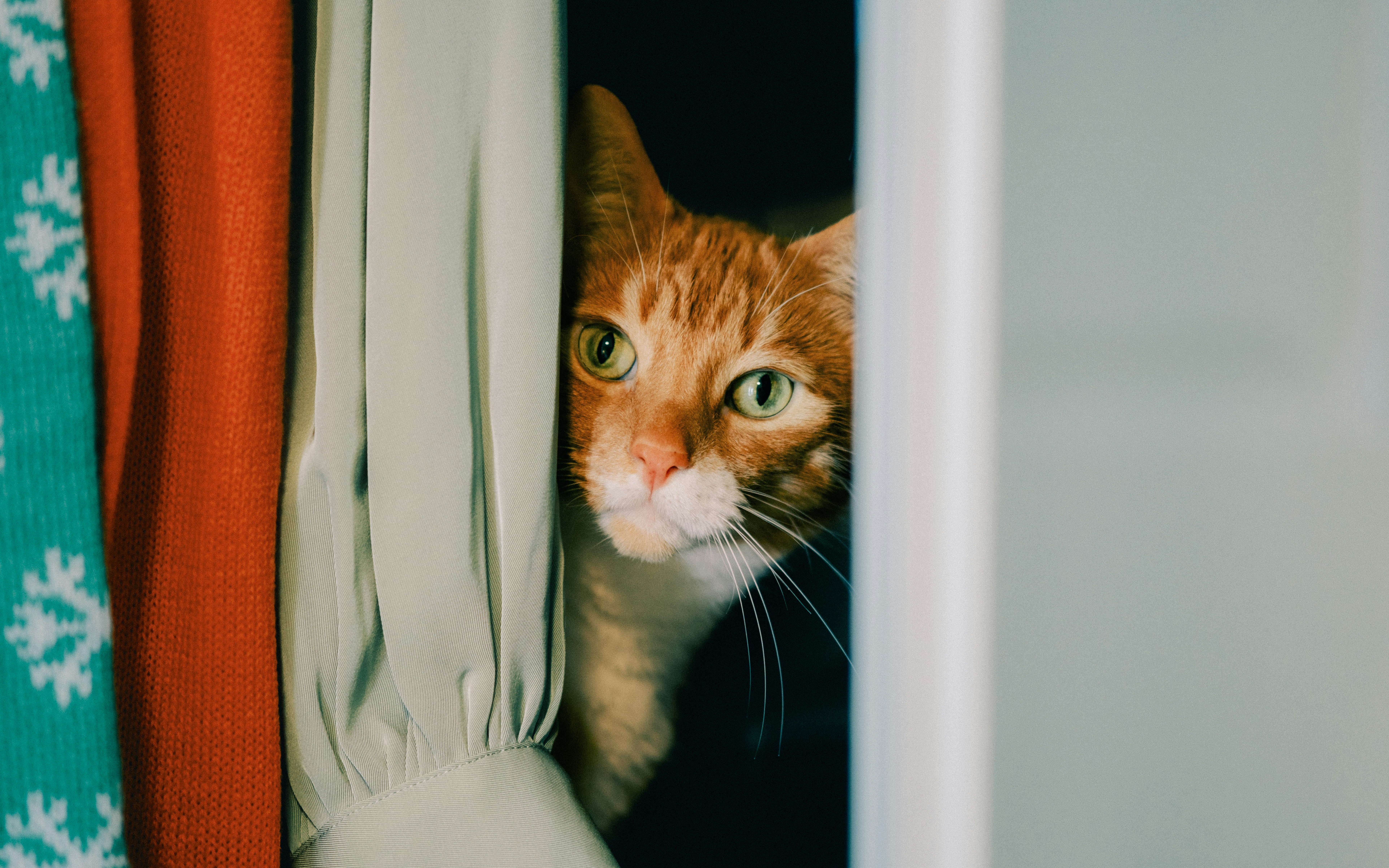 Peek Between Curtains: The Orange Observer