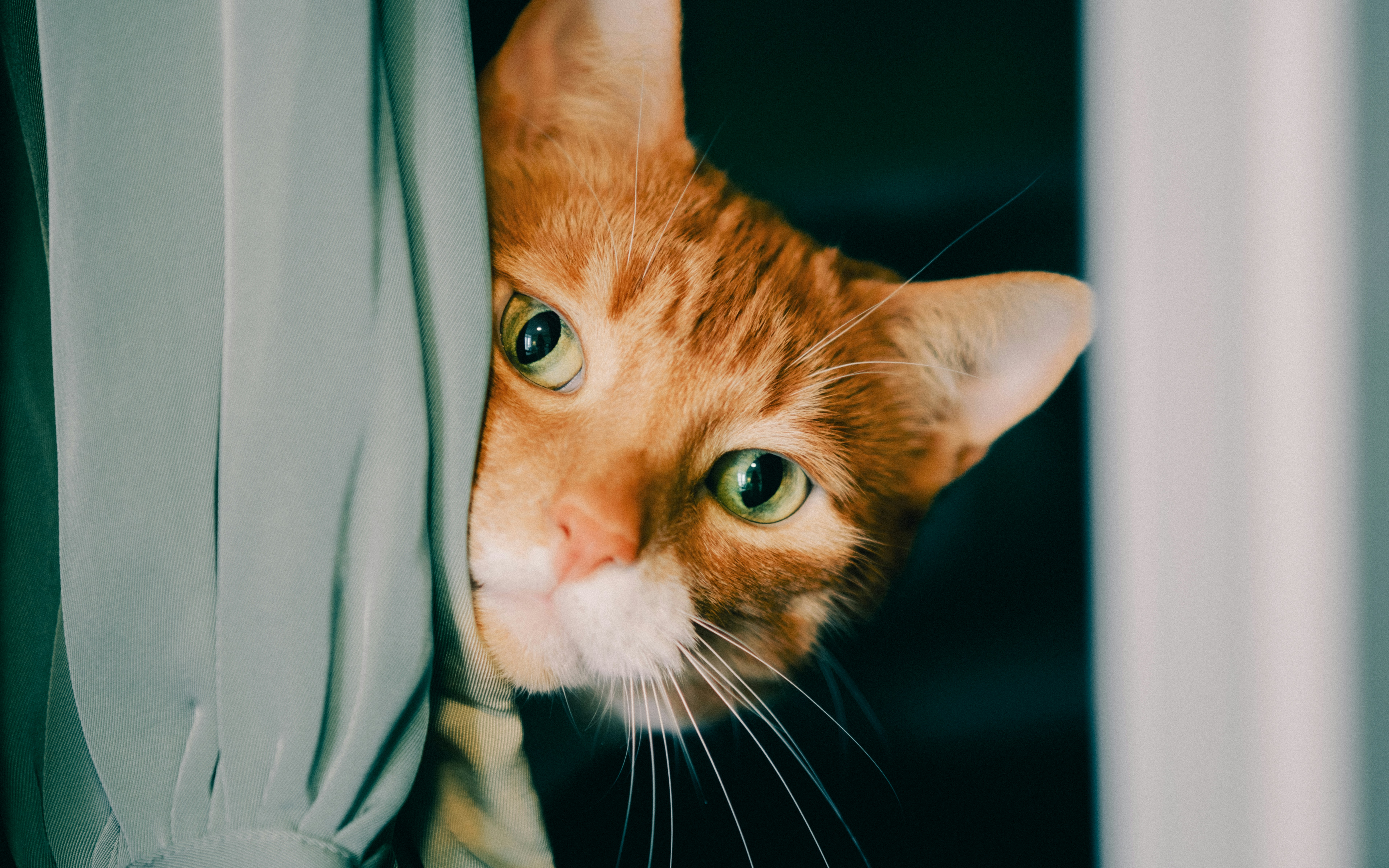 Curious Orange: A Cat Peeks from the Doorway
