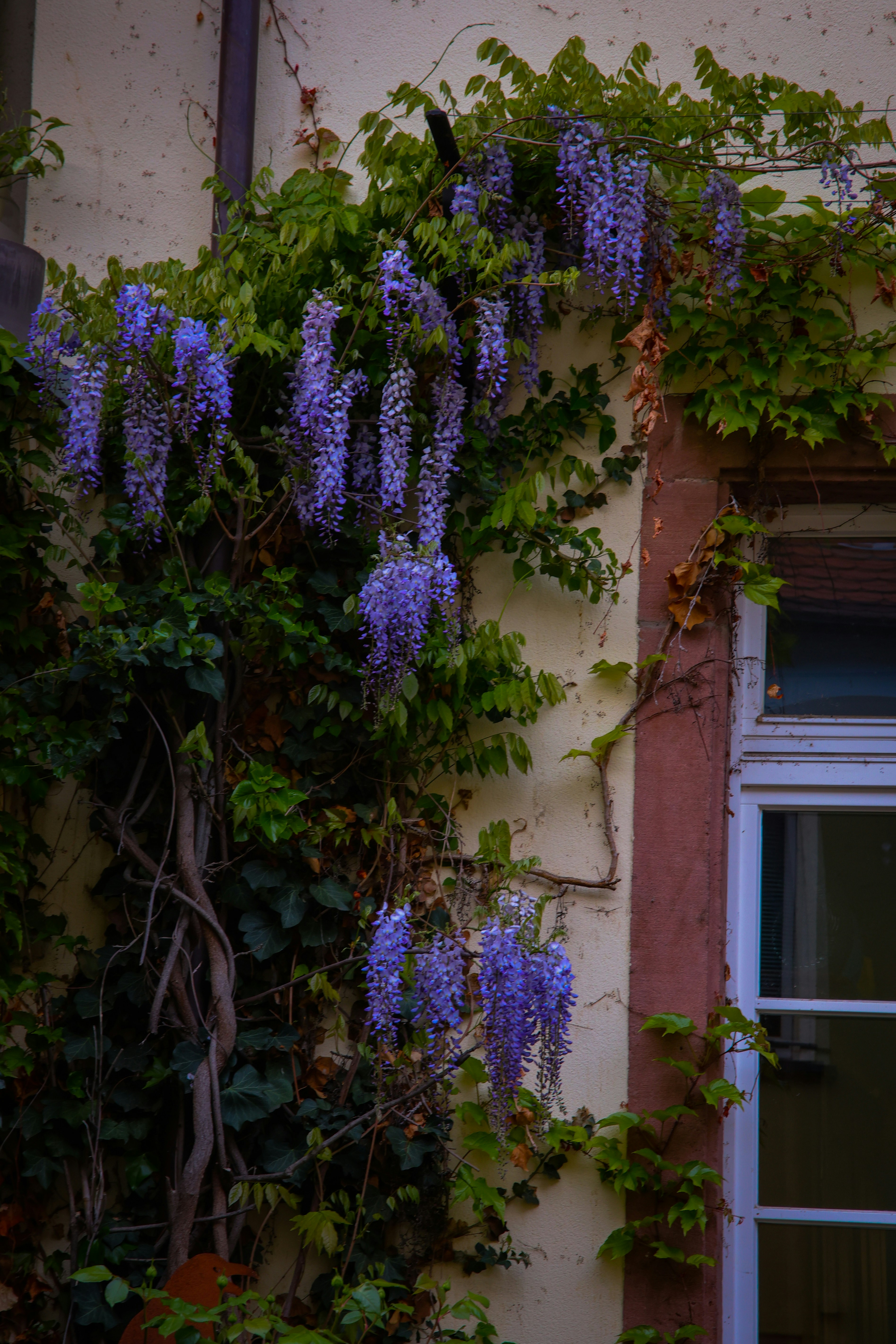 Climbing Wisteria on a Sunlit Wall beside a White-Framed Window