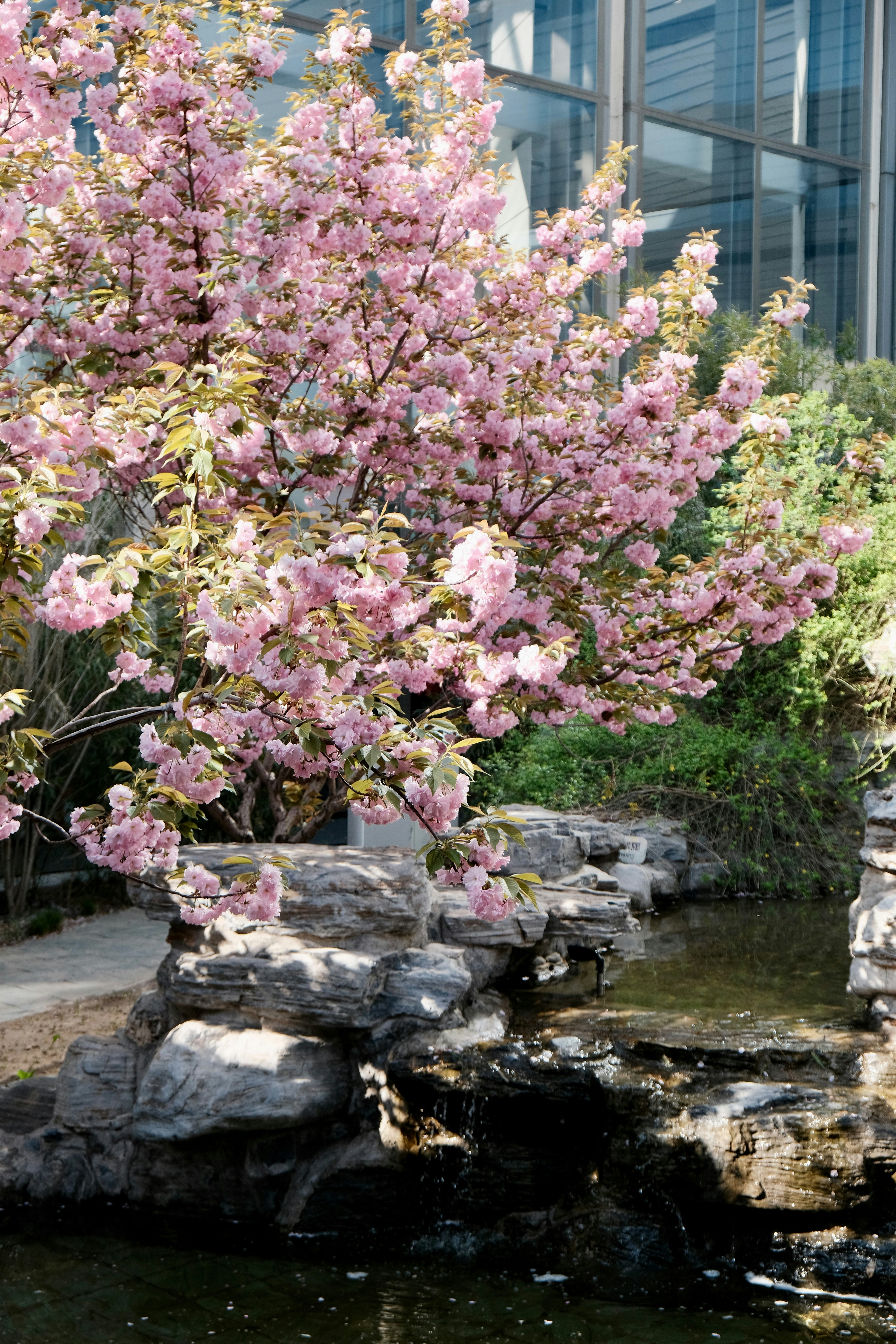 Blossoms Over Quiet Stone Steps