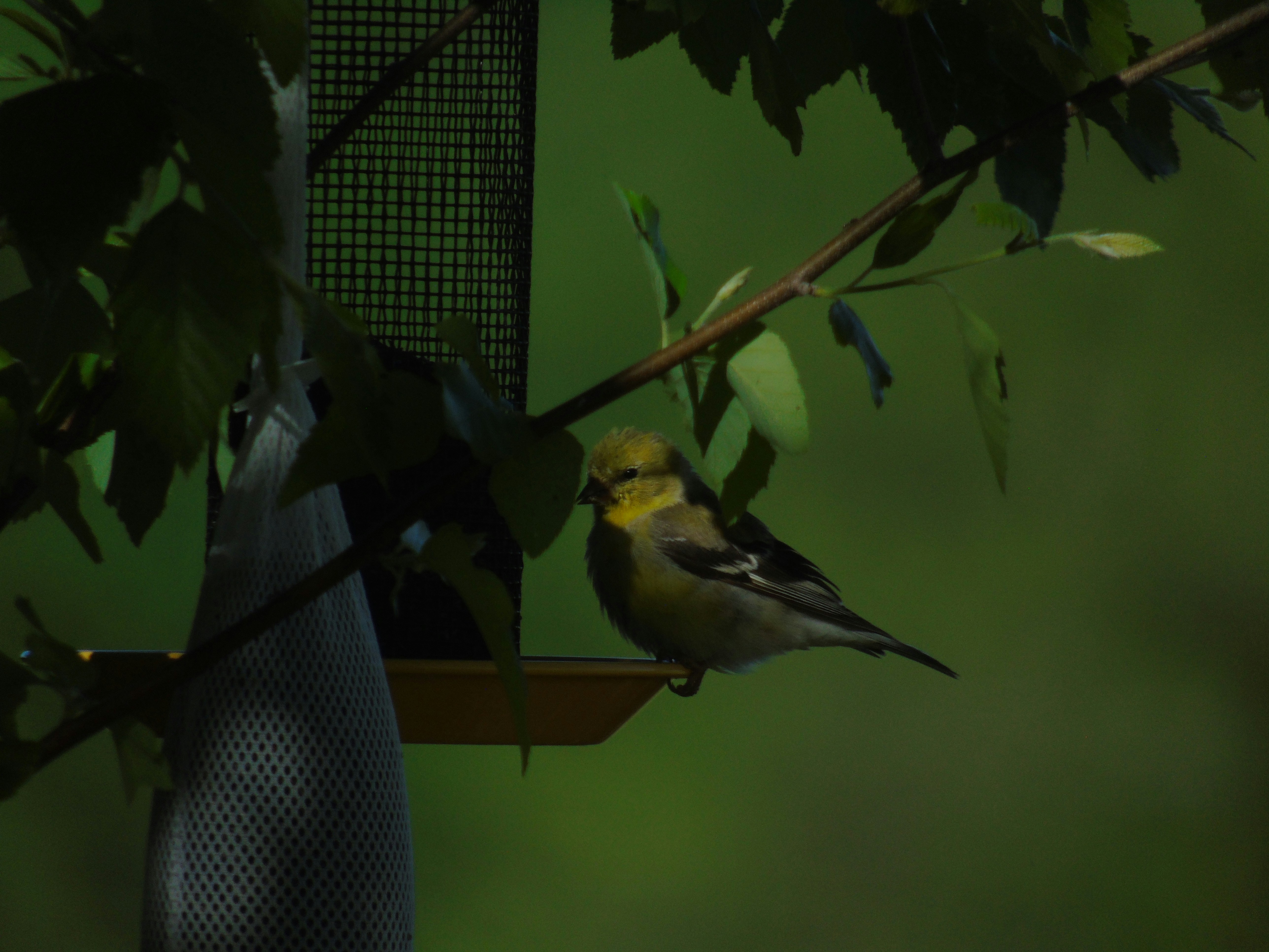 Yellow-breasted Warbler on a Bird Feeder Amid Green Foliage