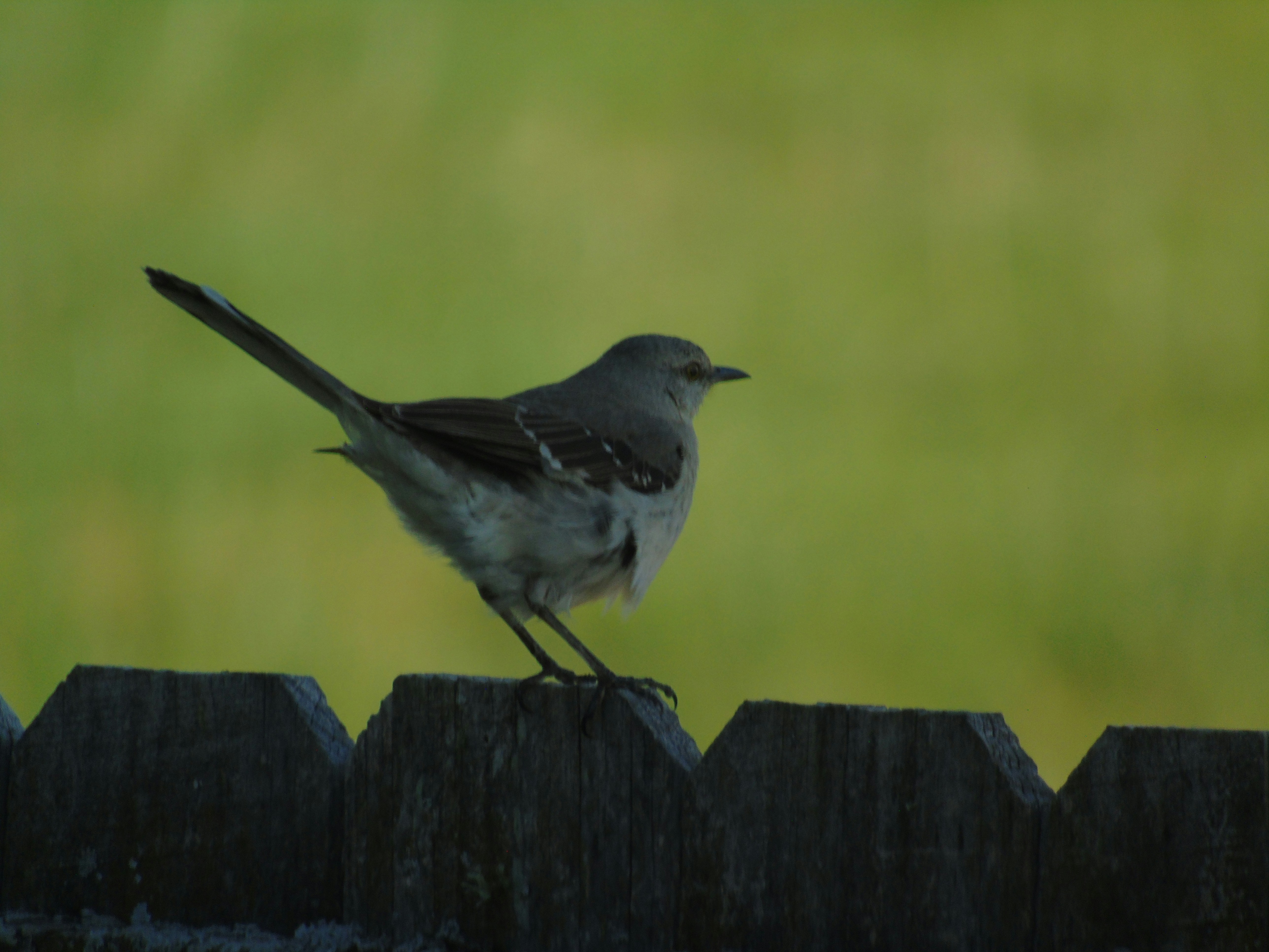 Grey Warbler on a Weathered Fence Post