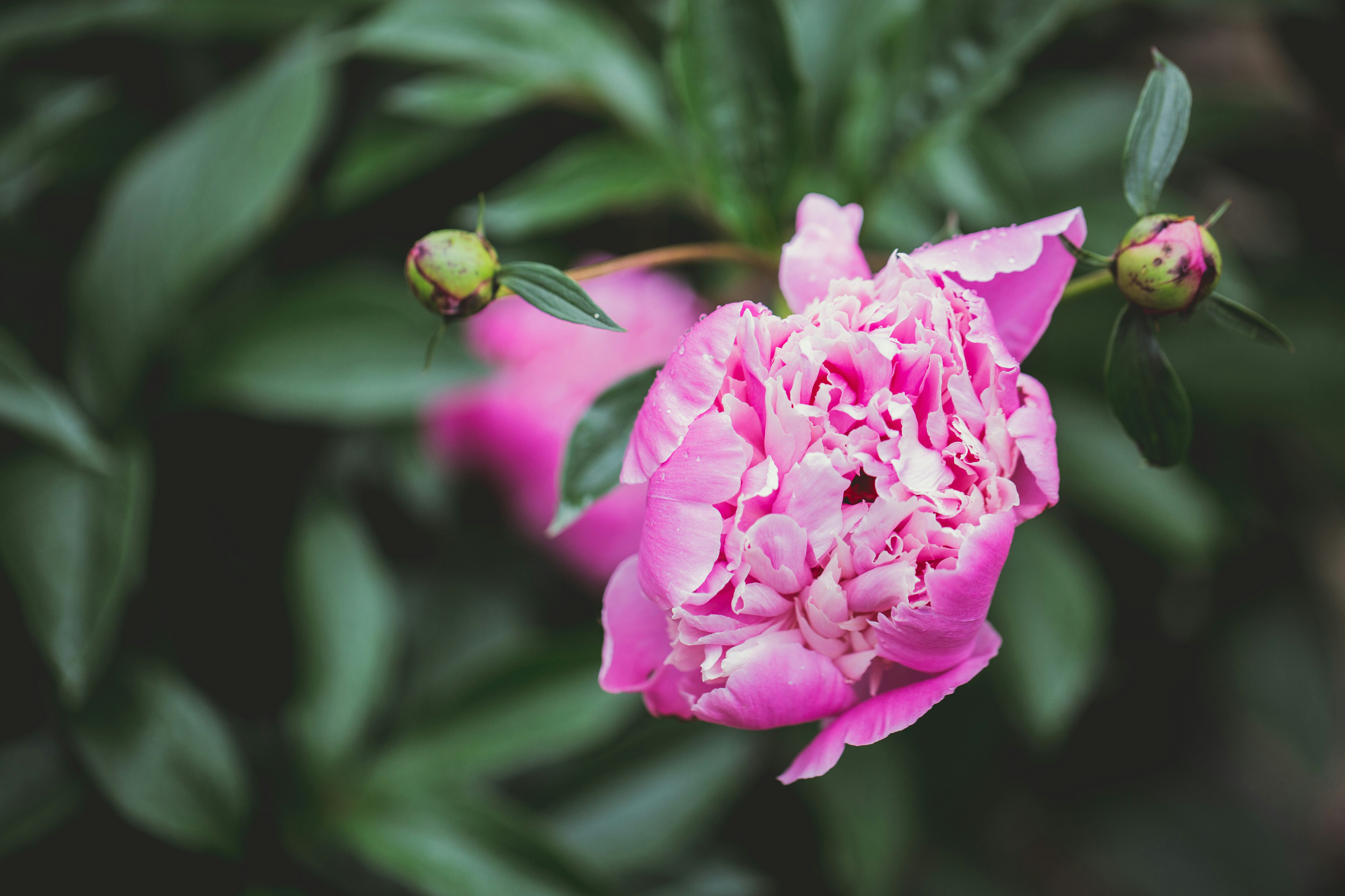 Pink Peony in Focus: Delicate Bloom among Deep Greens
