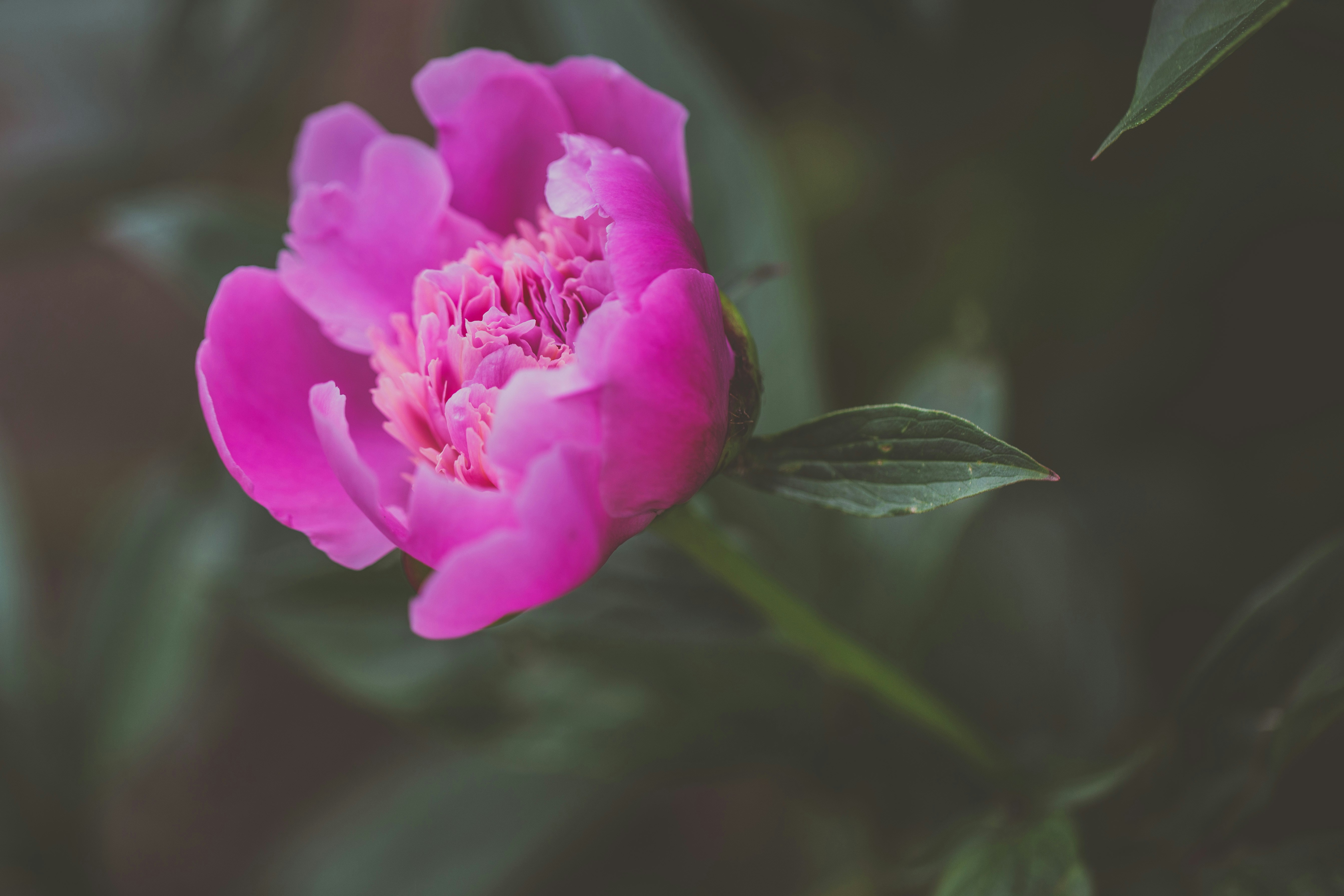 Petal Prism: A Pink Peony in Soft Focus
