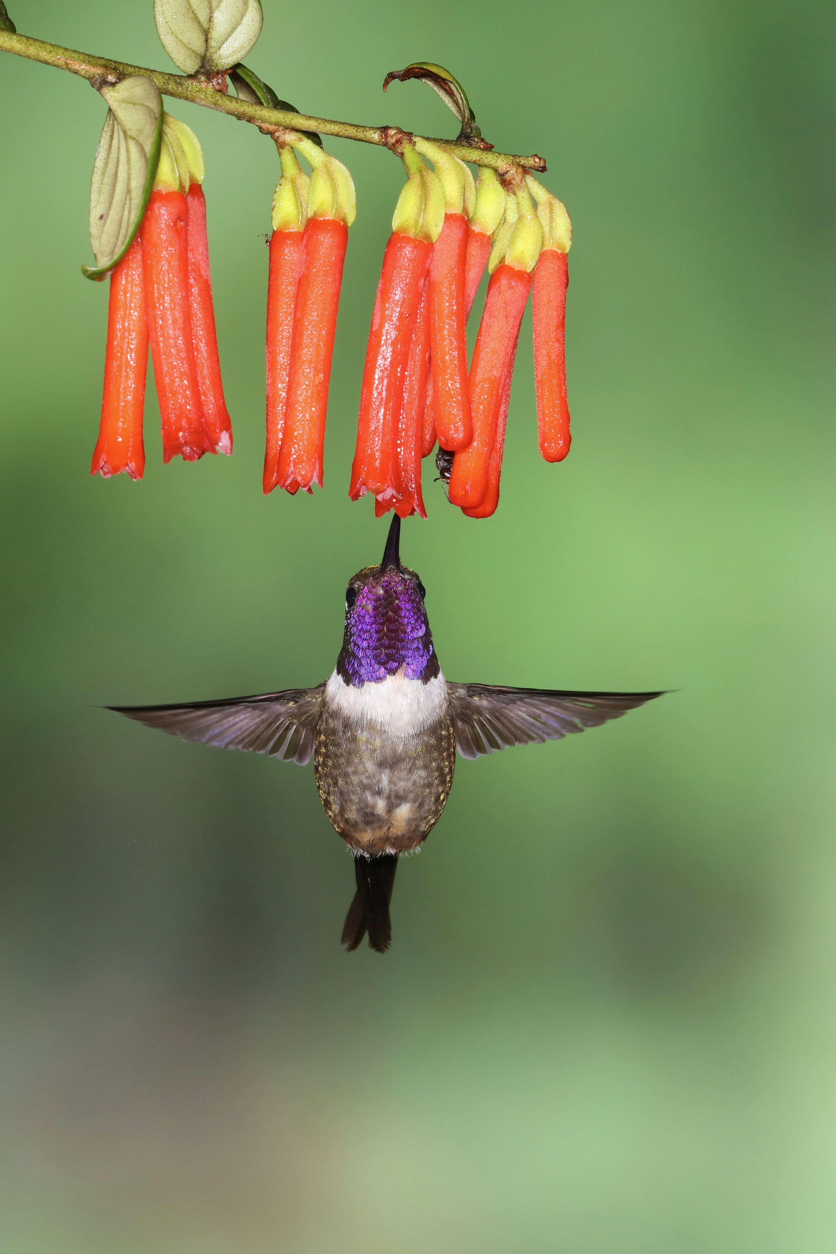 Hummingbird Suspended by Crimson Bells