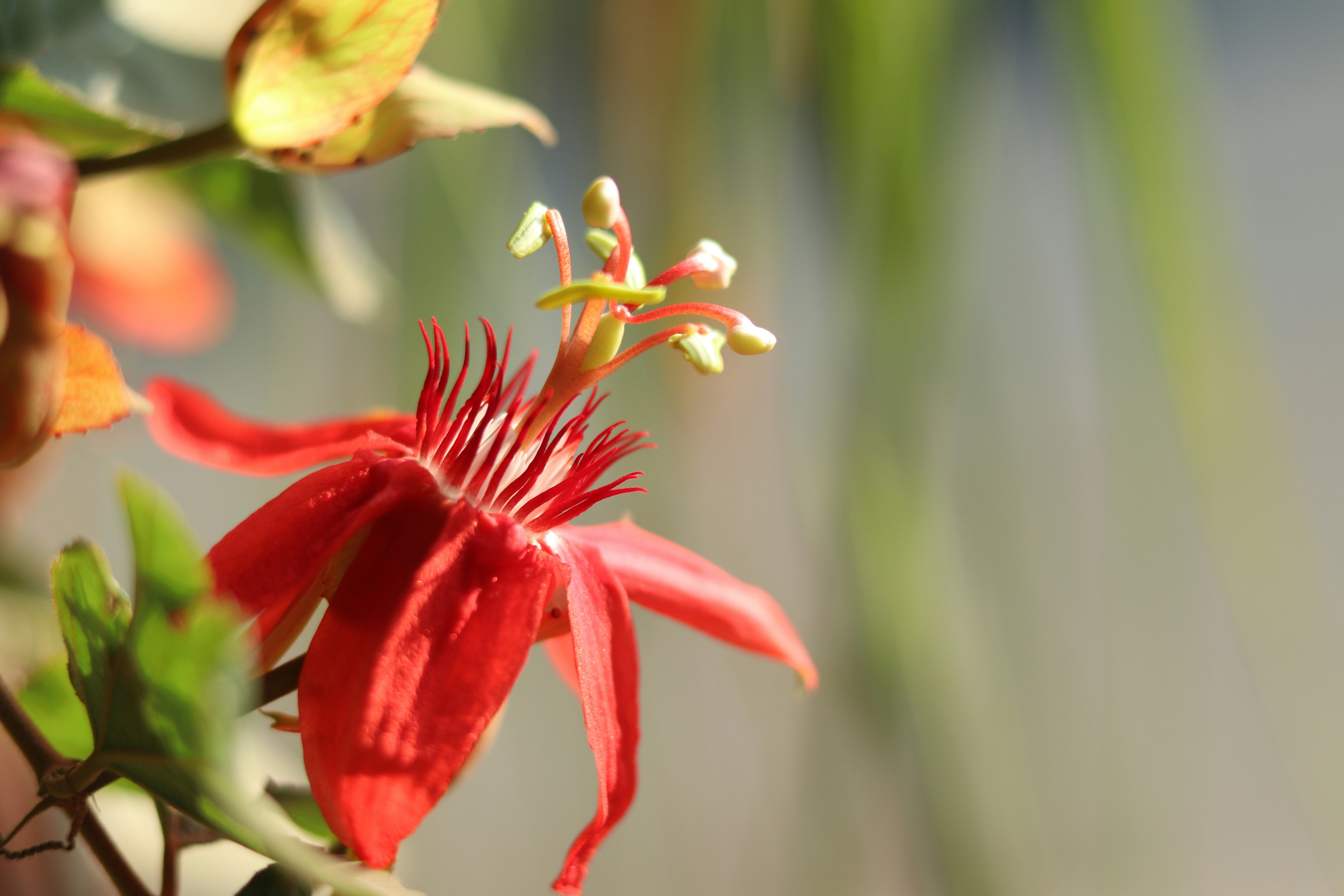 Red Orchid in Soft Focus Glow