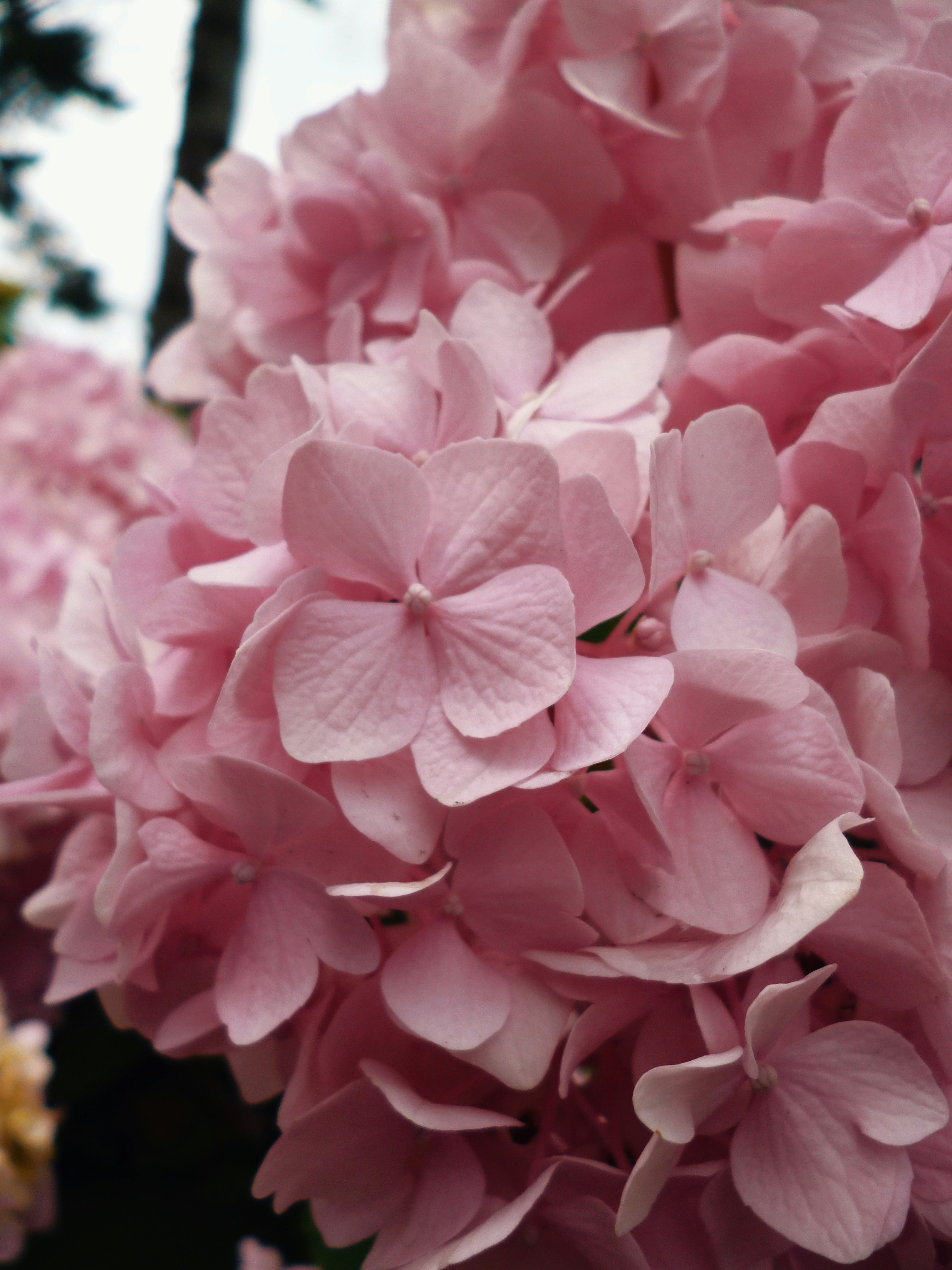 Soft Pink Hydrangea Cascade in Gentle Backlight