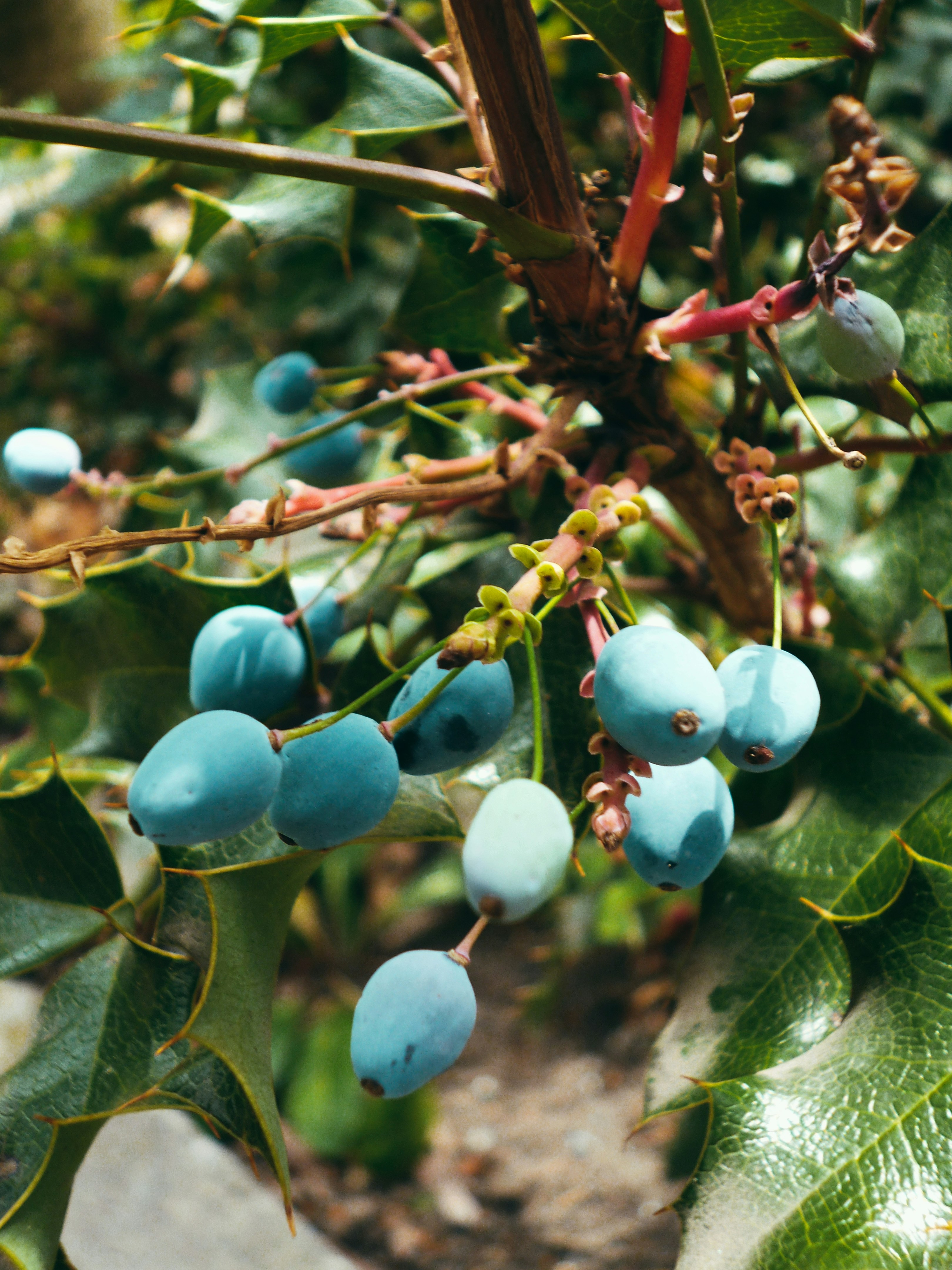 Blue berries among spiky green leaves: a close-up of nature's small jewels