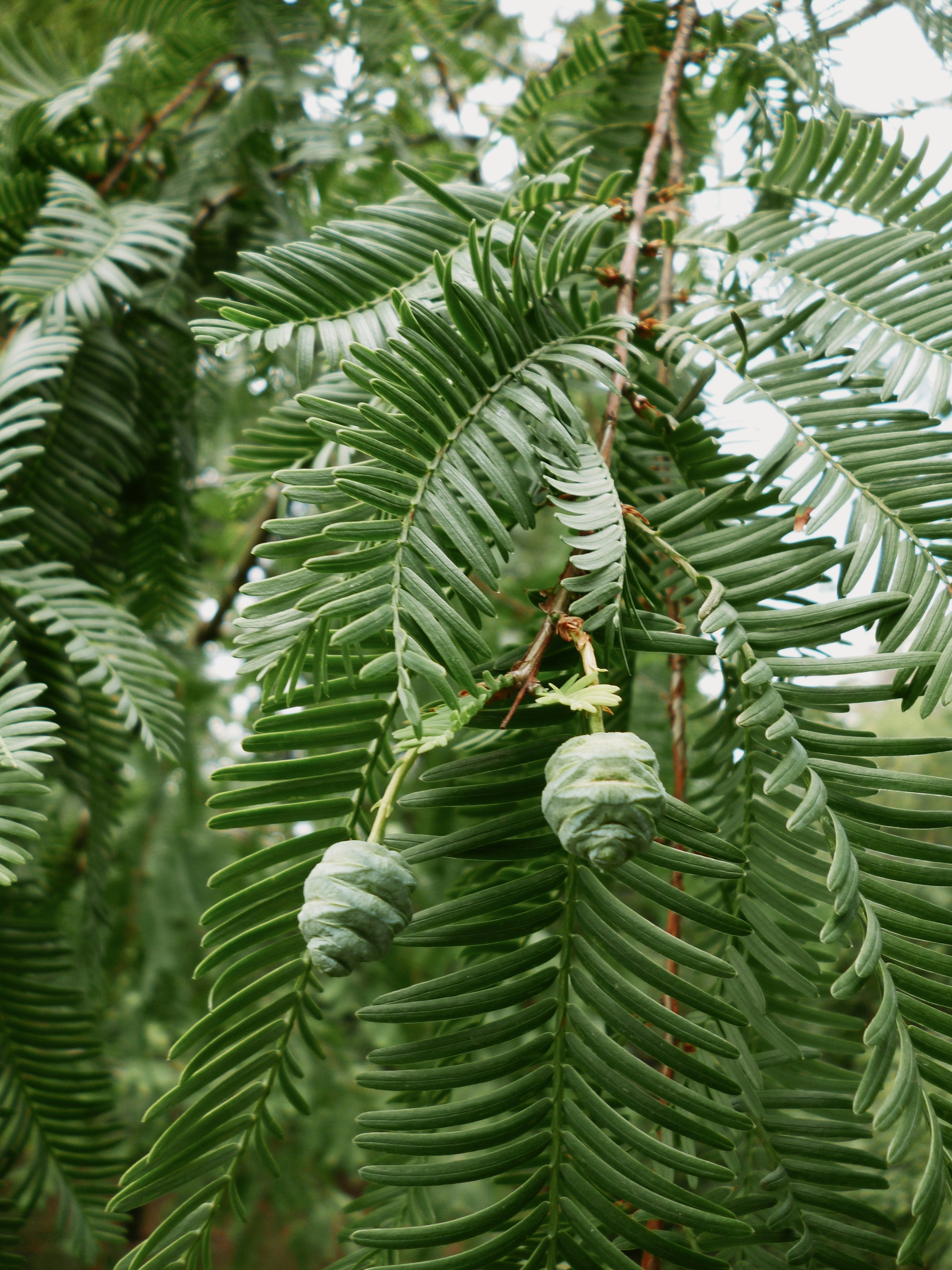 Emerald Sprigs and Cones: A Quiet Pine Symphony