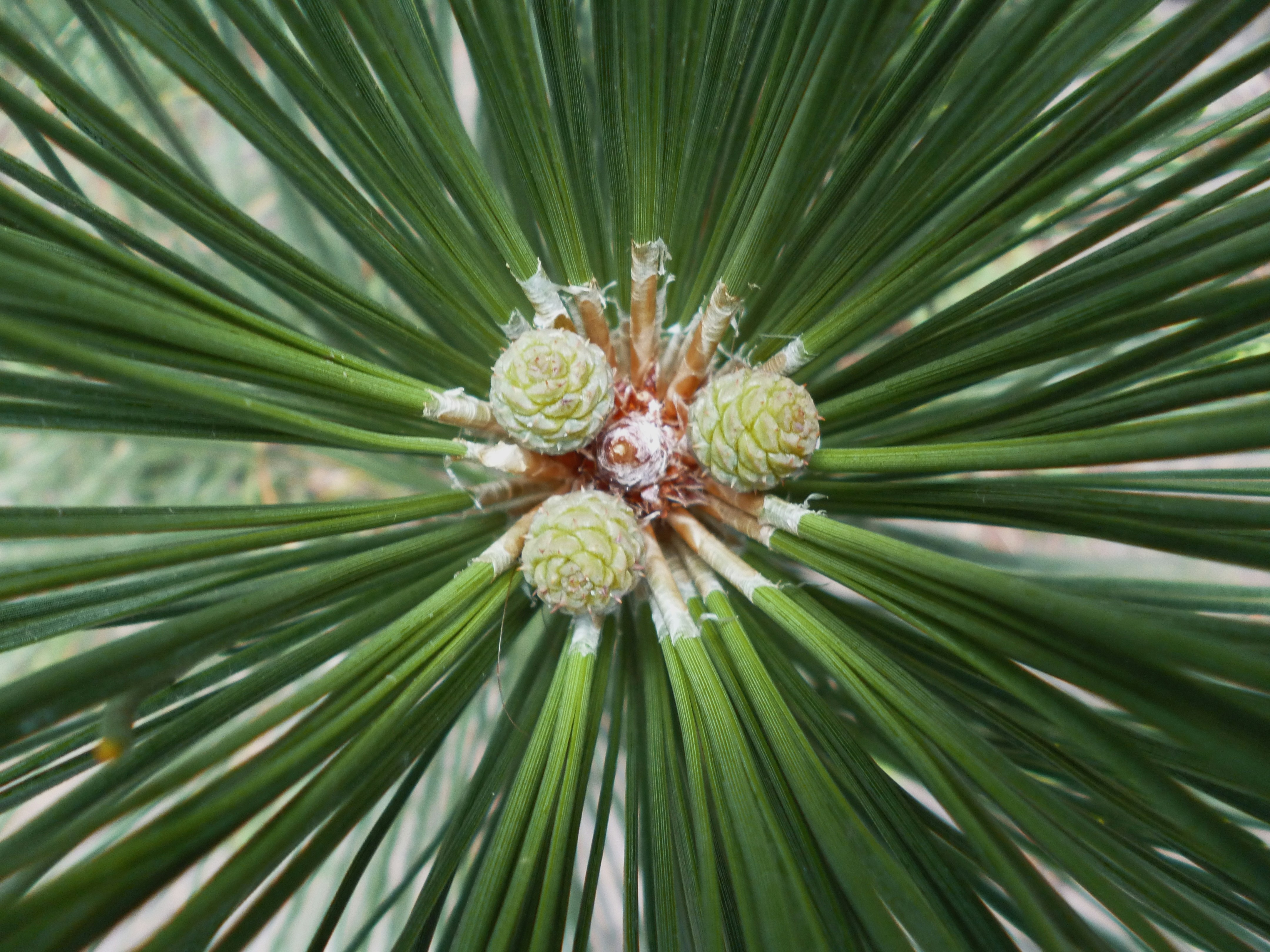 Pinecone Rosette: Centered Buds Among Radiating Needles