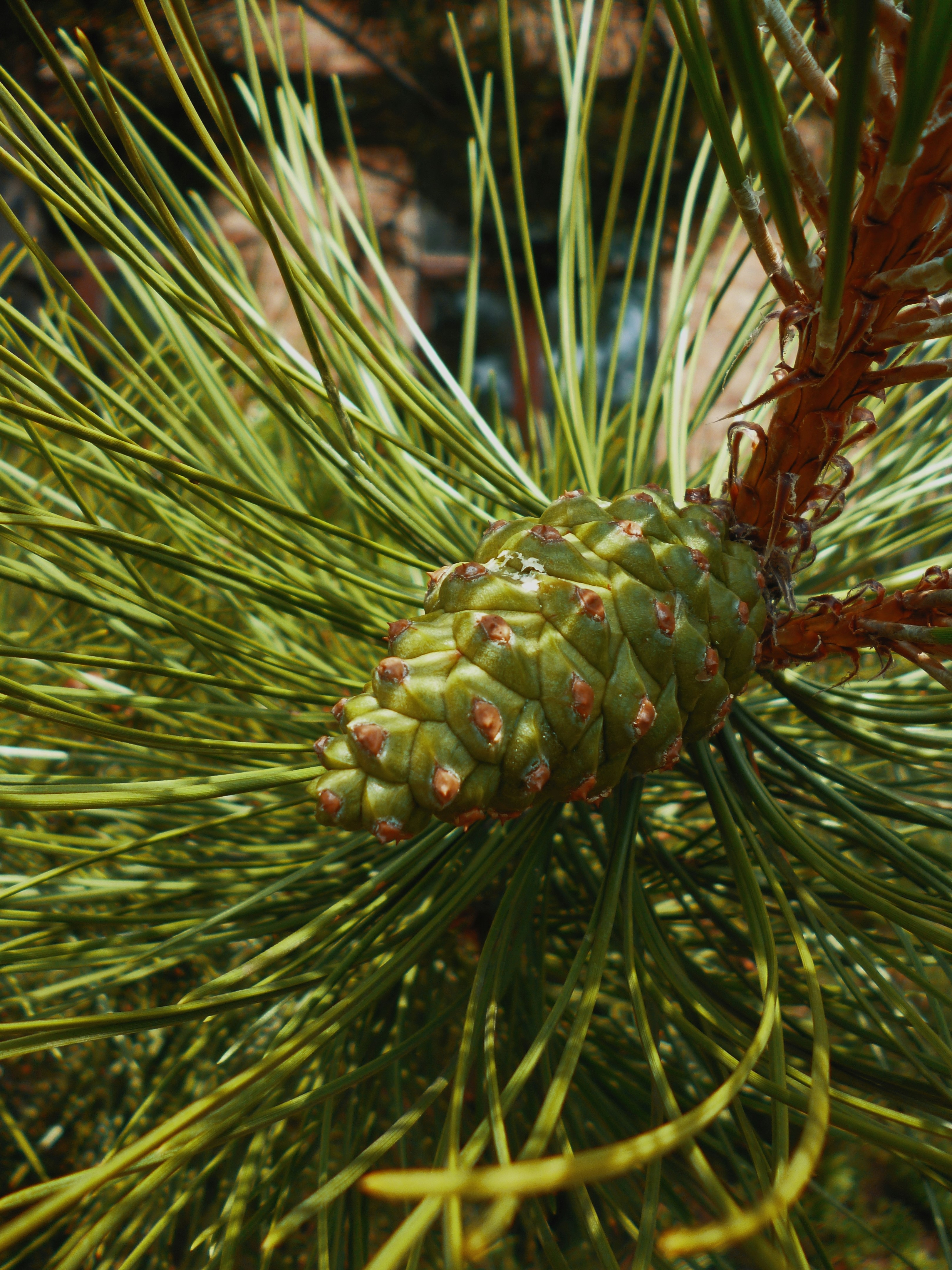 Emerald Pine Cone in a Sea of Needles