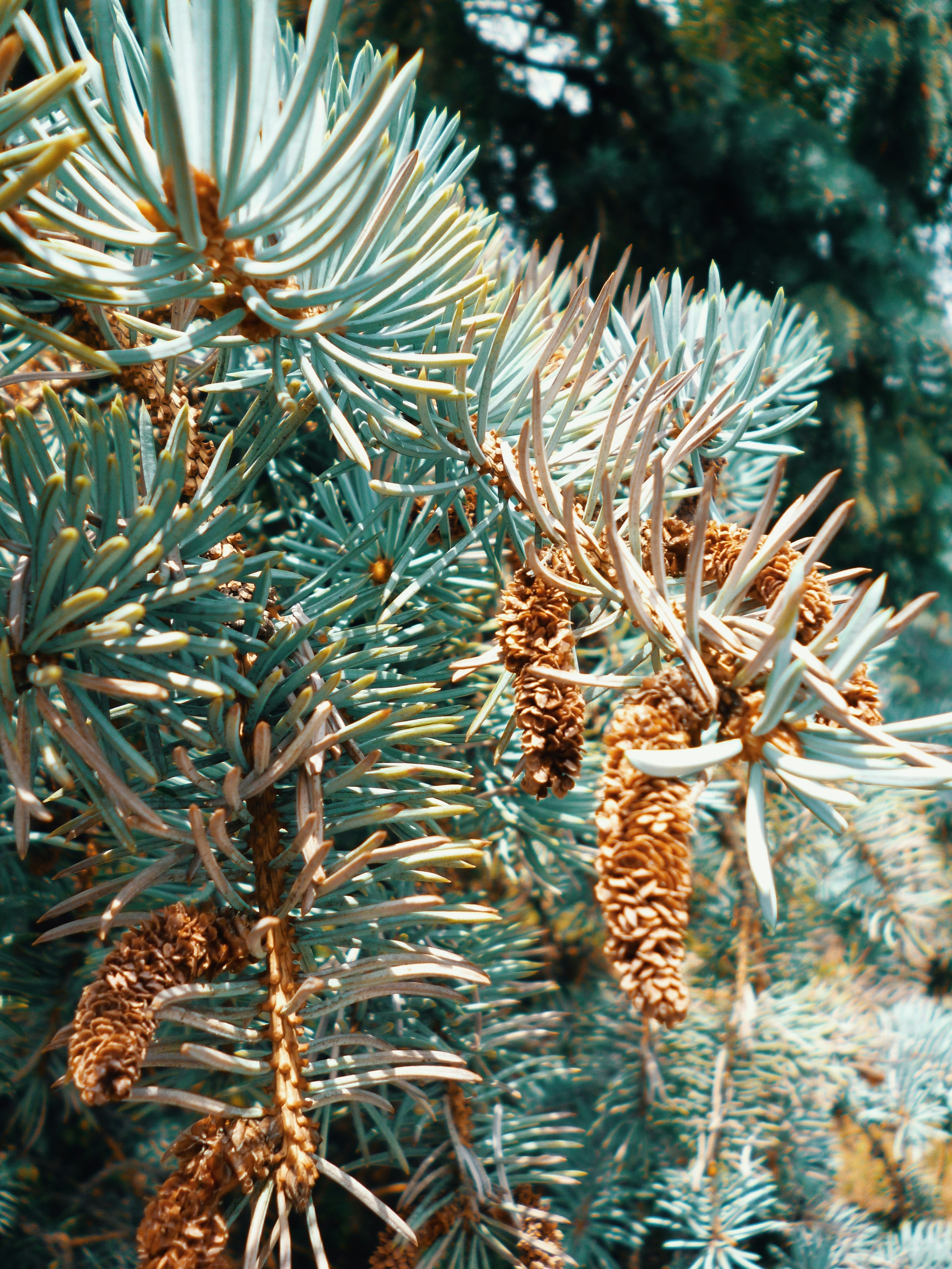 Needle Palettes: Close-Up of Silver-Blue Conifer Buds