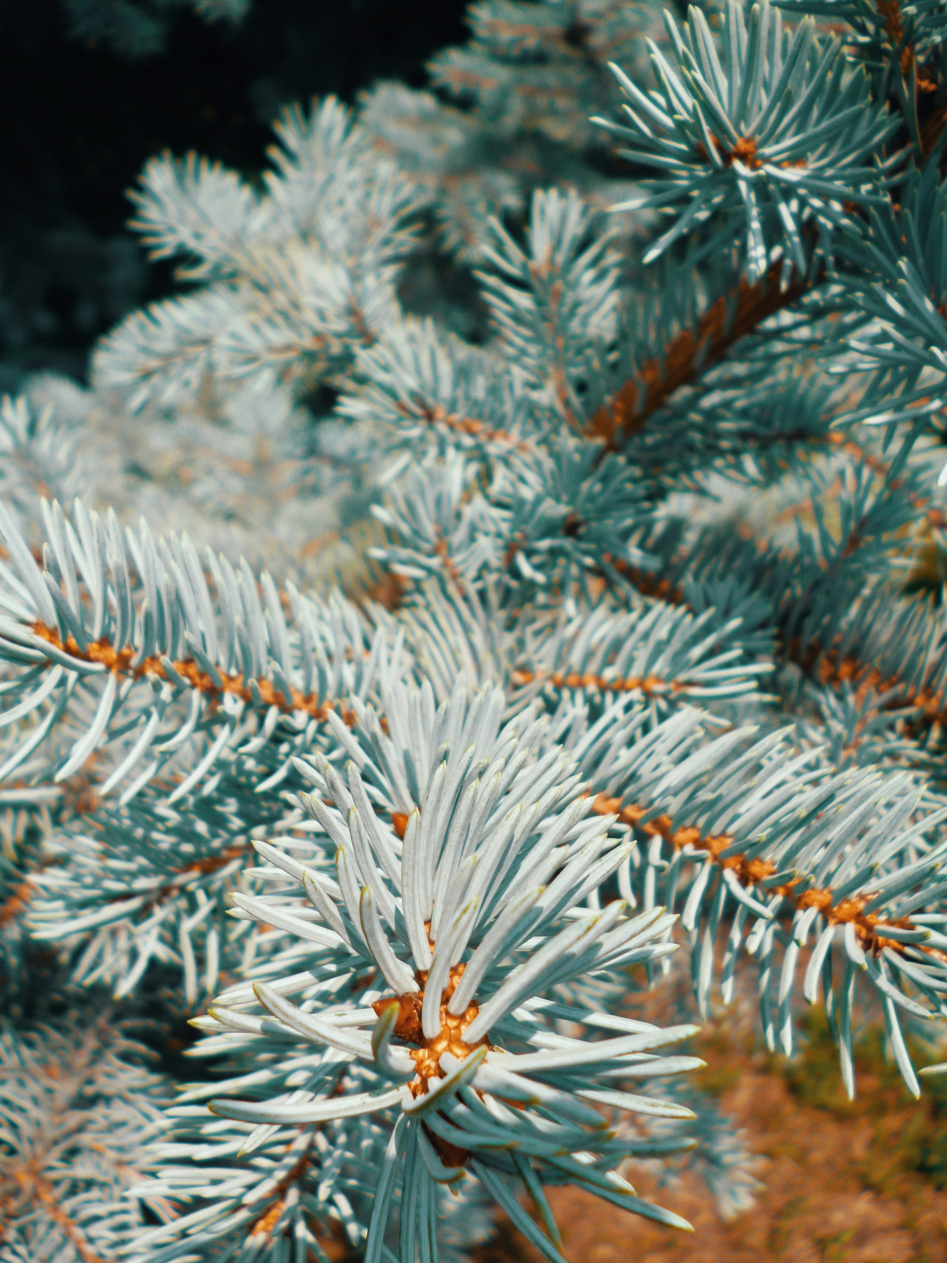Blue-Needle Winter: Frosted Sprigs in a Frigid Glade