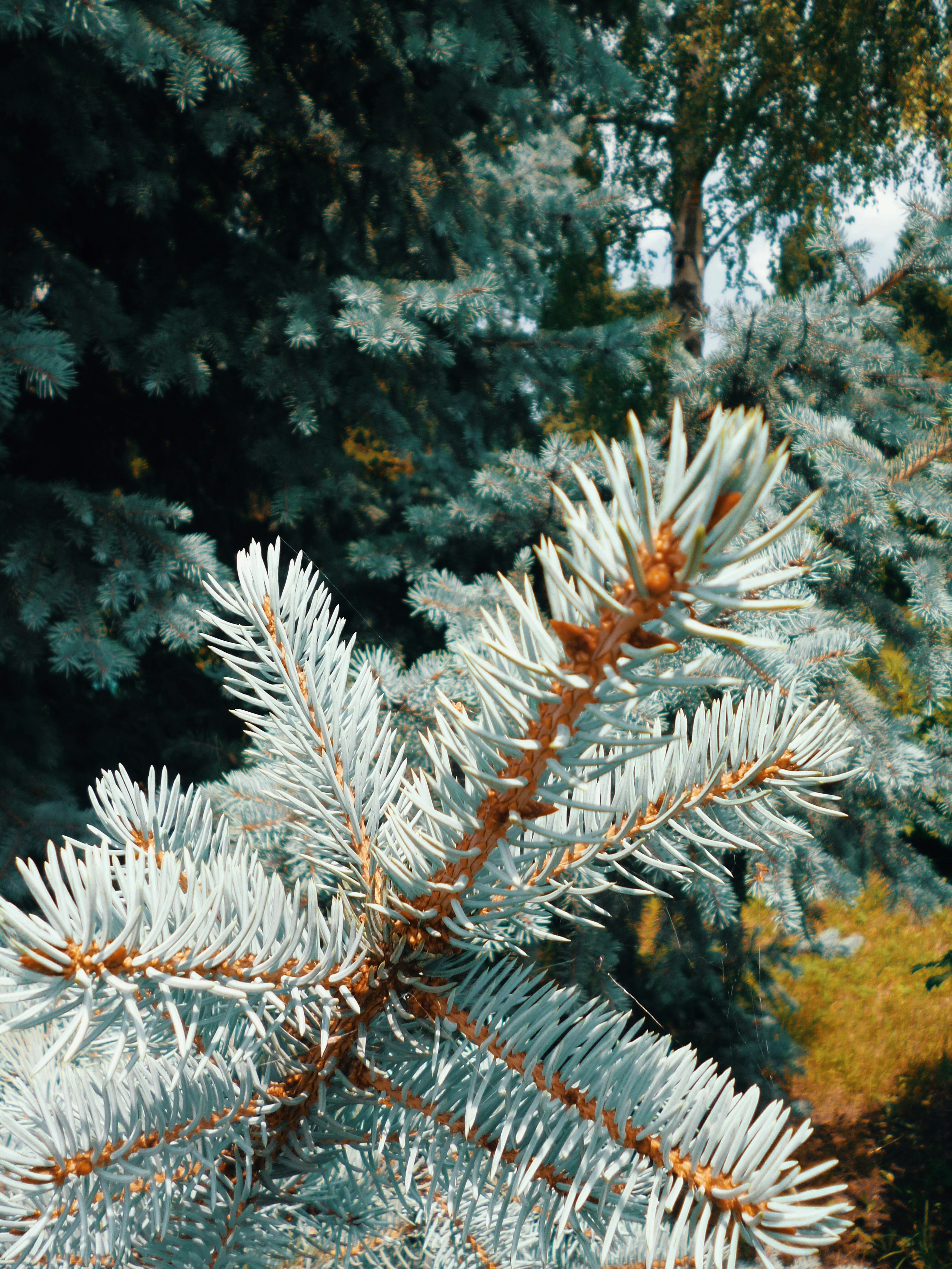 Blue-Needle Spruce in Winter Light