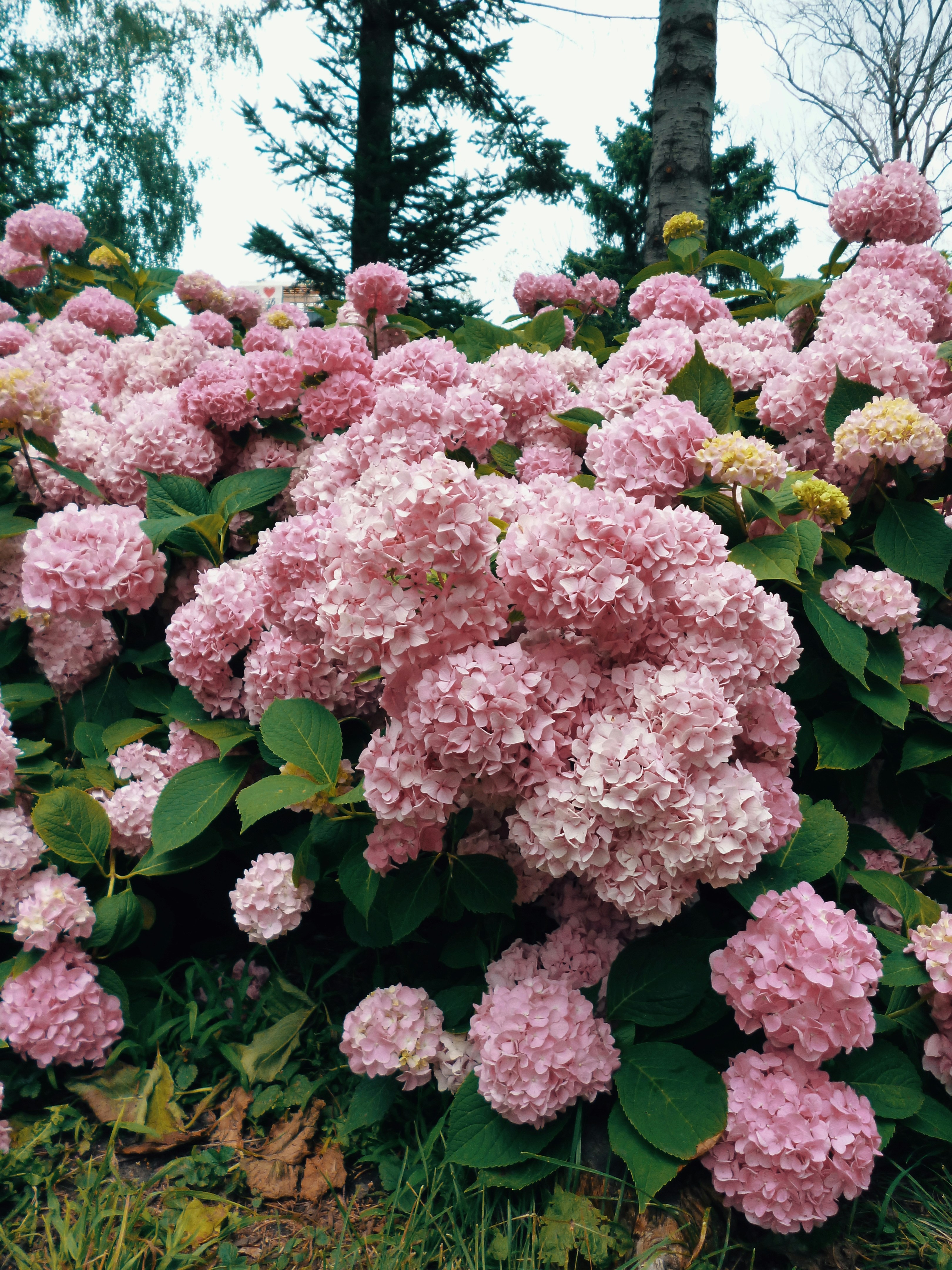 Soft Coral Bloom: Hydrangea Ridge in Full Roseate Light