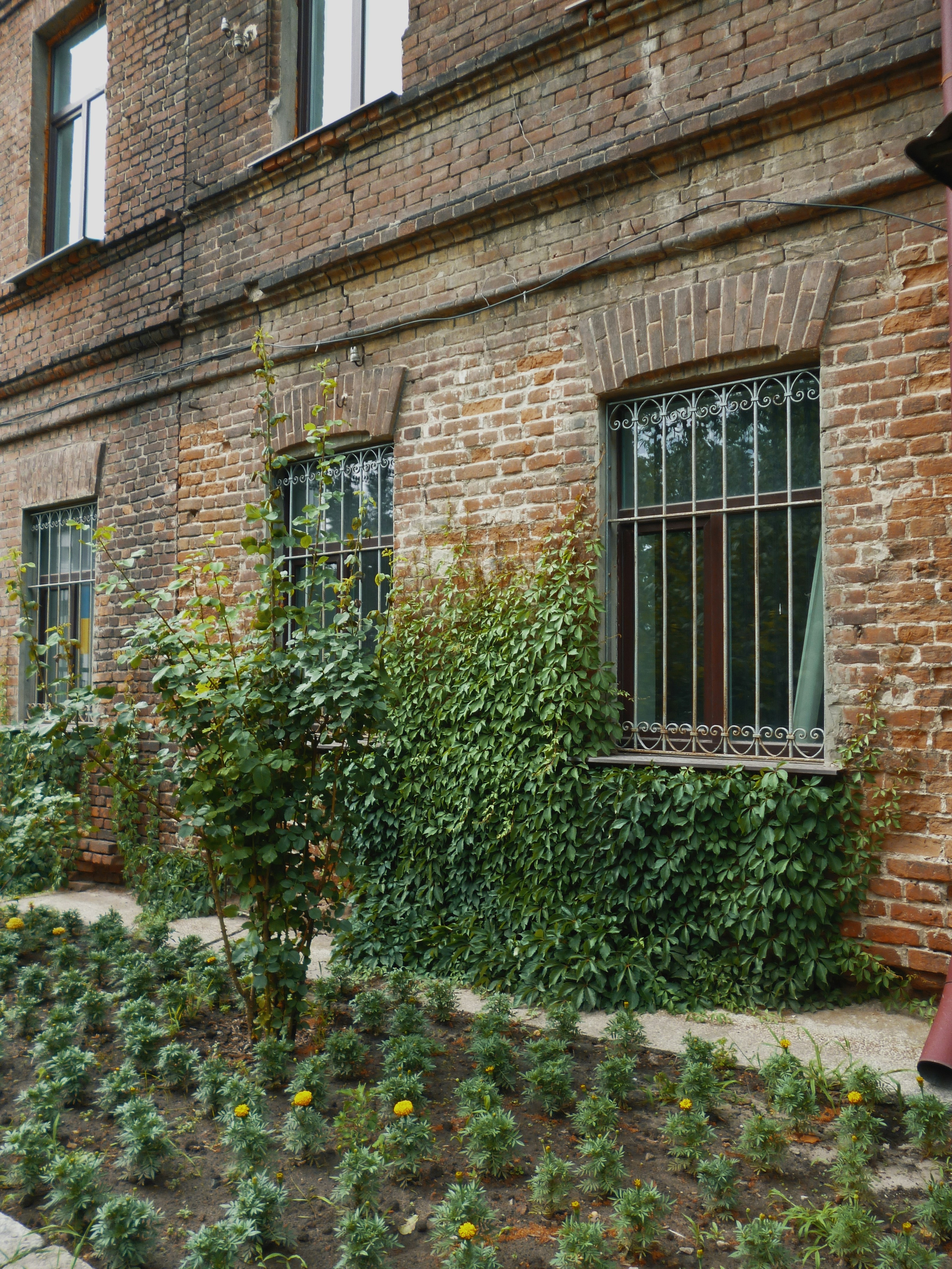 Brick Wall with Lush Greenery Framing a Row of Wrought-Iron Windows