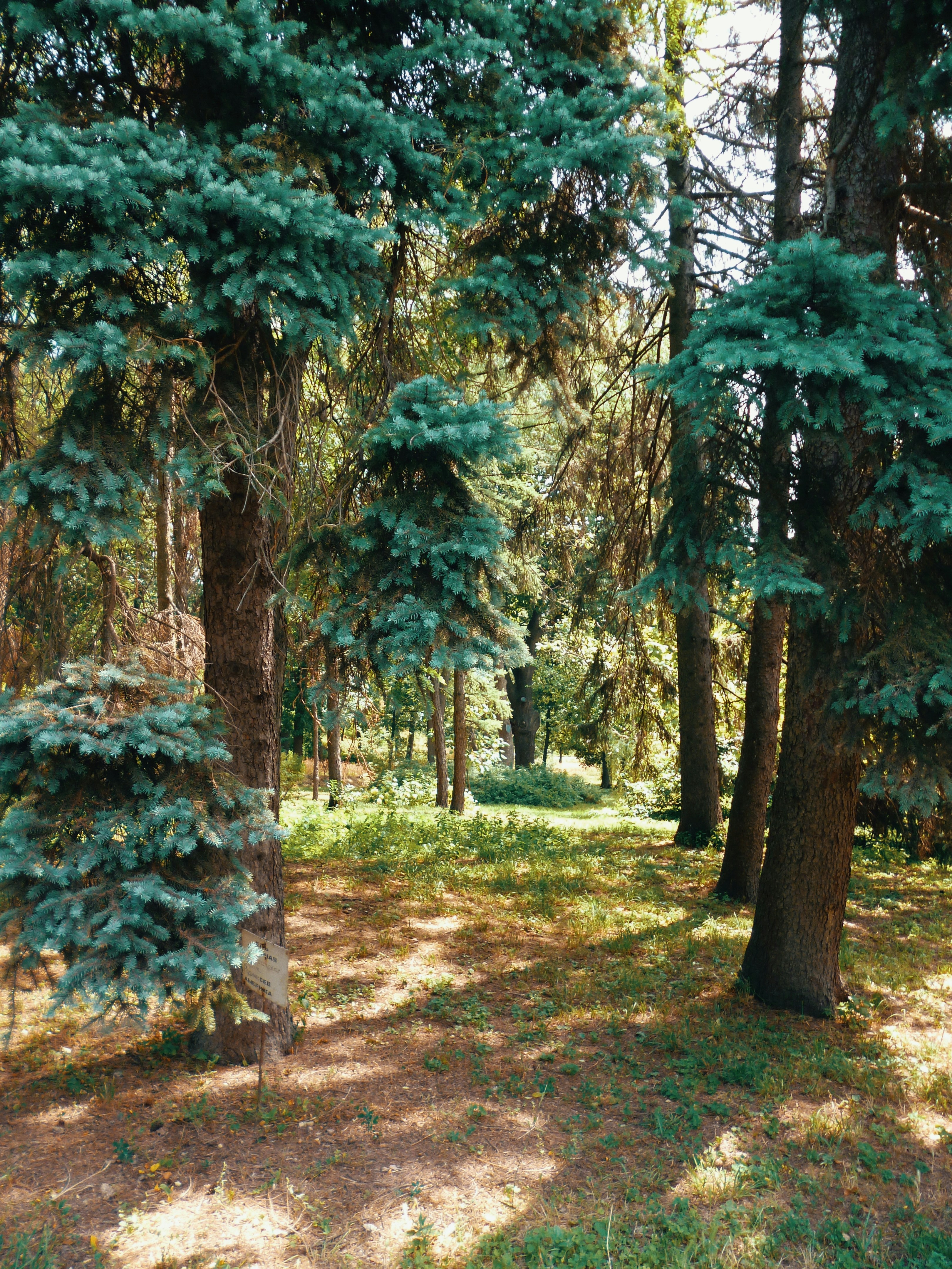 Sunlit Path Through a Pine Grove