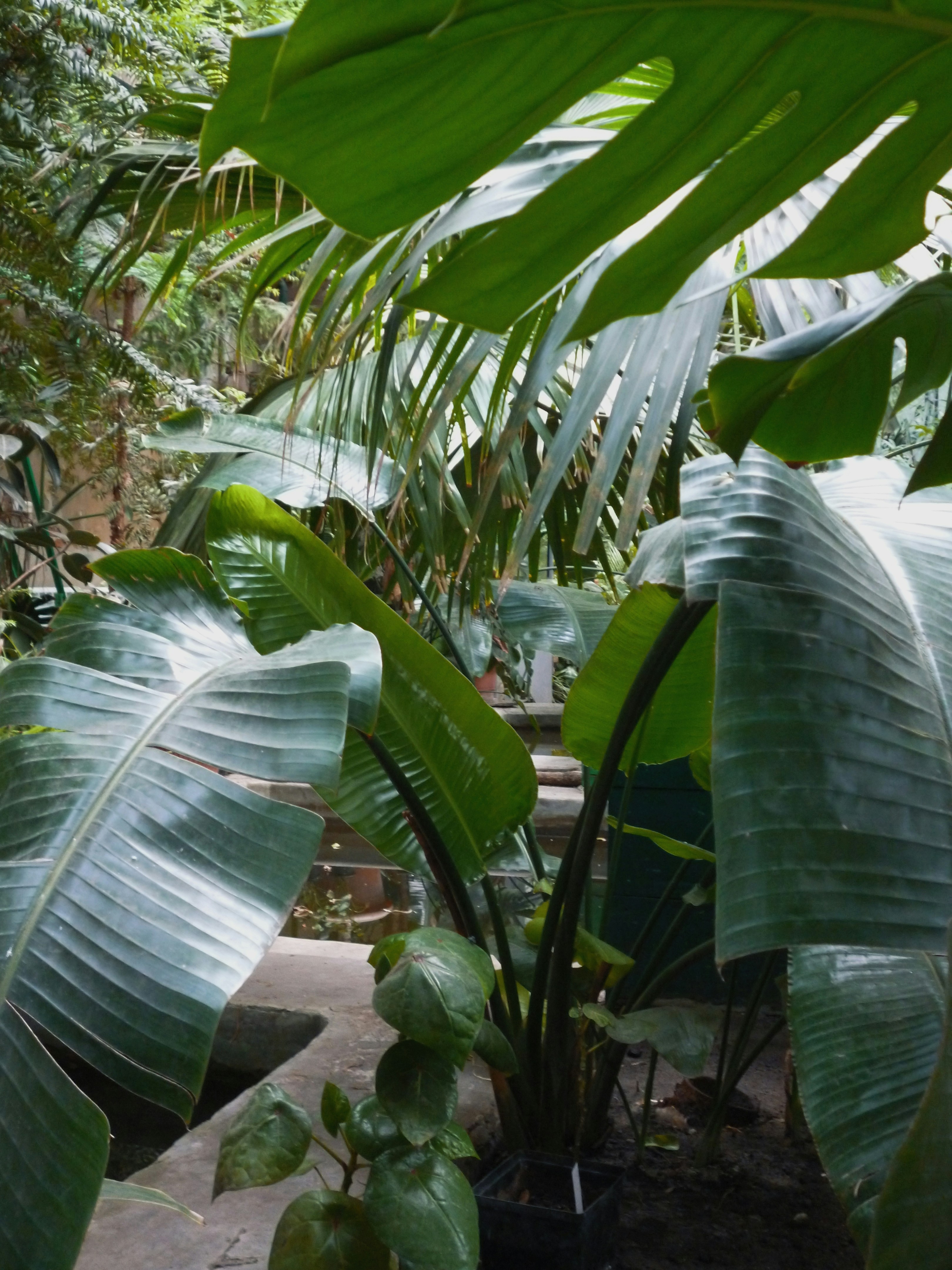 Verdant Corridor: Large tropical leaves framing a serene garden path