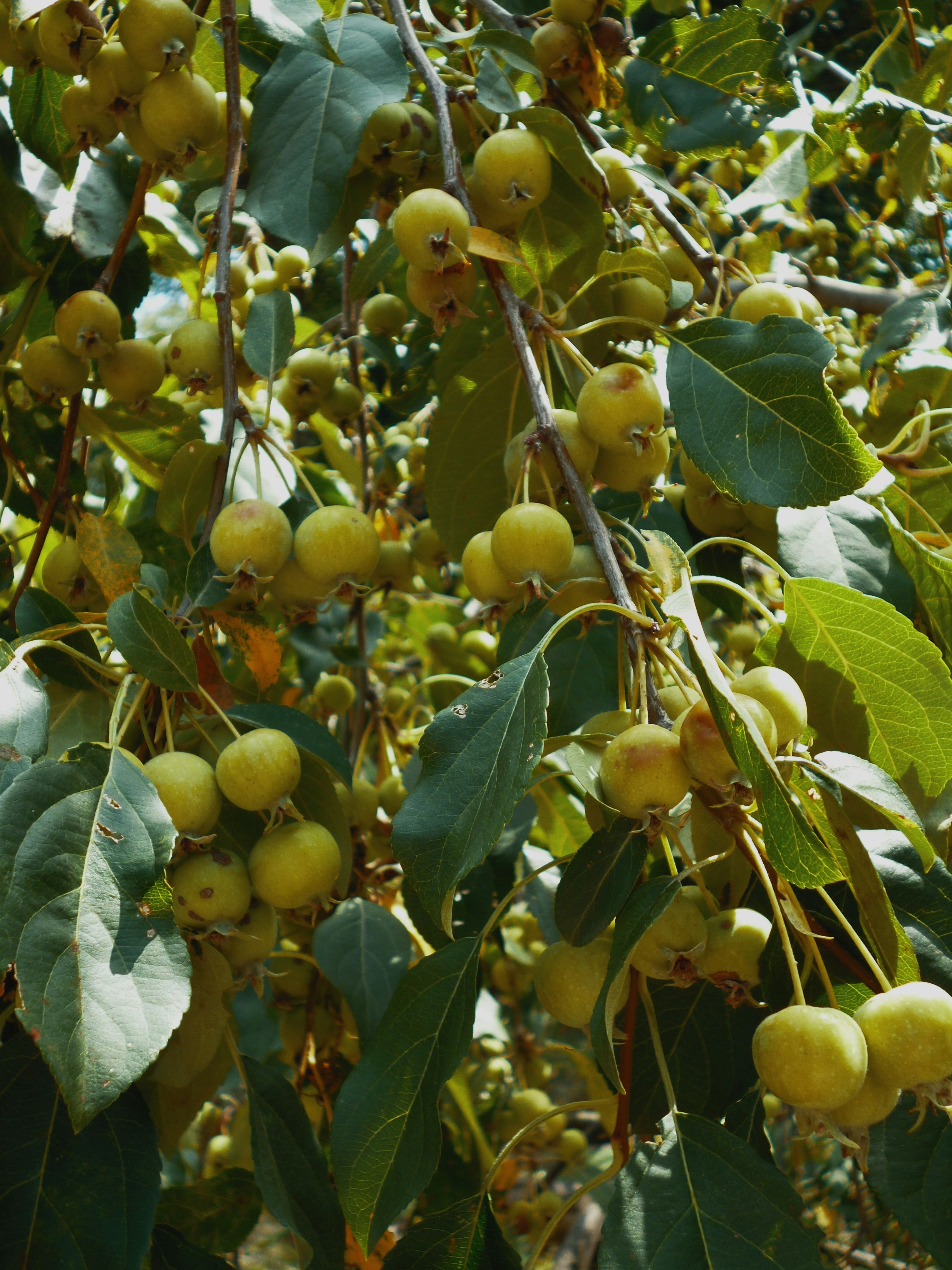 Golden Berries in Sunlit Orchard Canopy