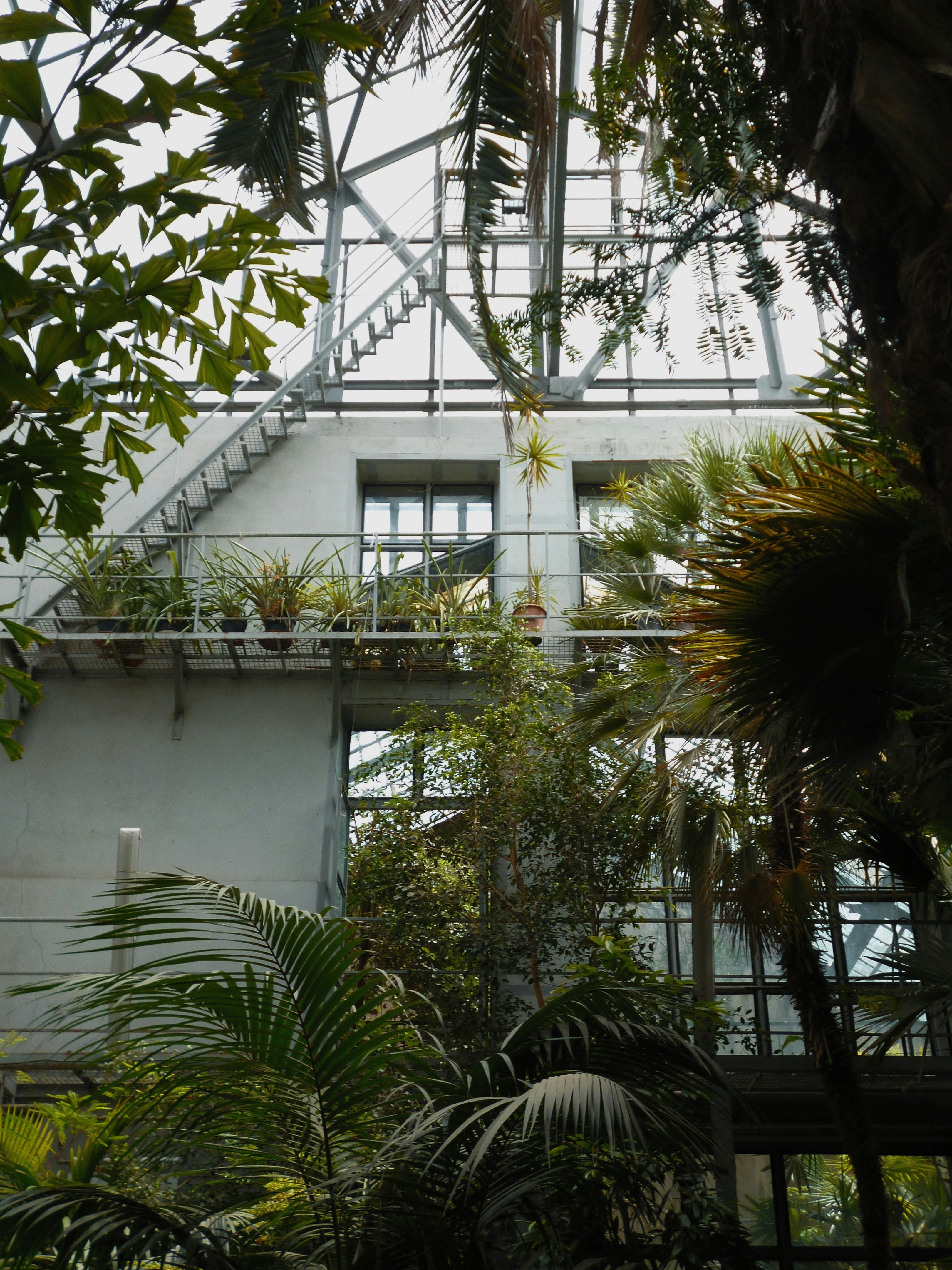 Greenhouse Geometry: A Stairway Framed by Foliage