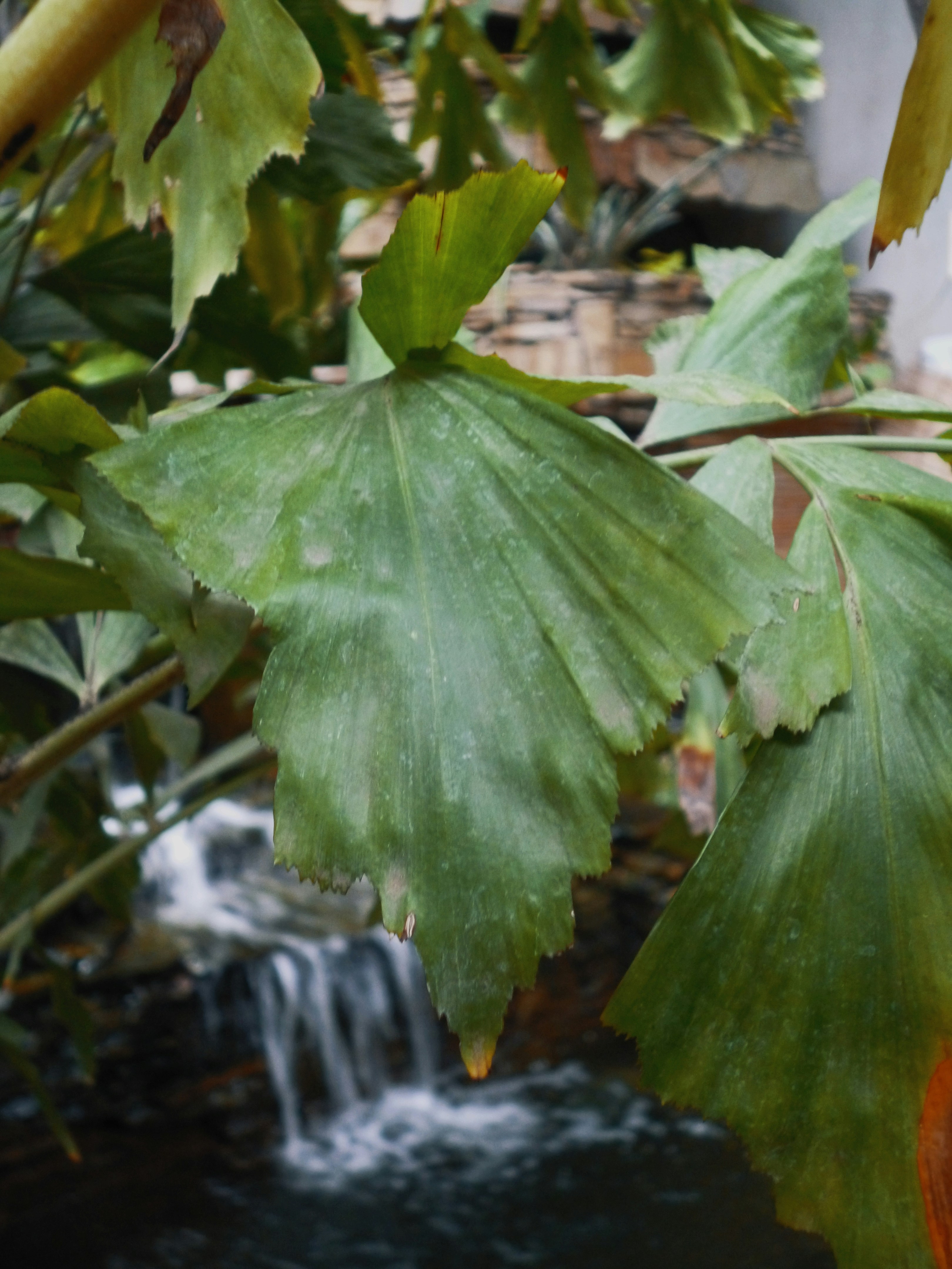 Leafy Cascade: Close-Up of Lavish Green Foliage by a Subtle Waterfall