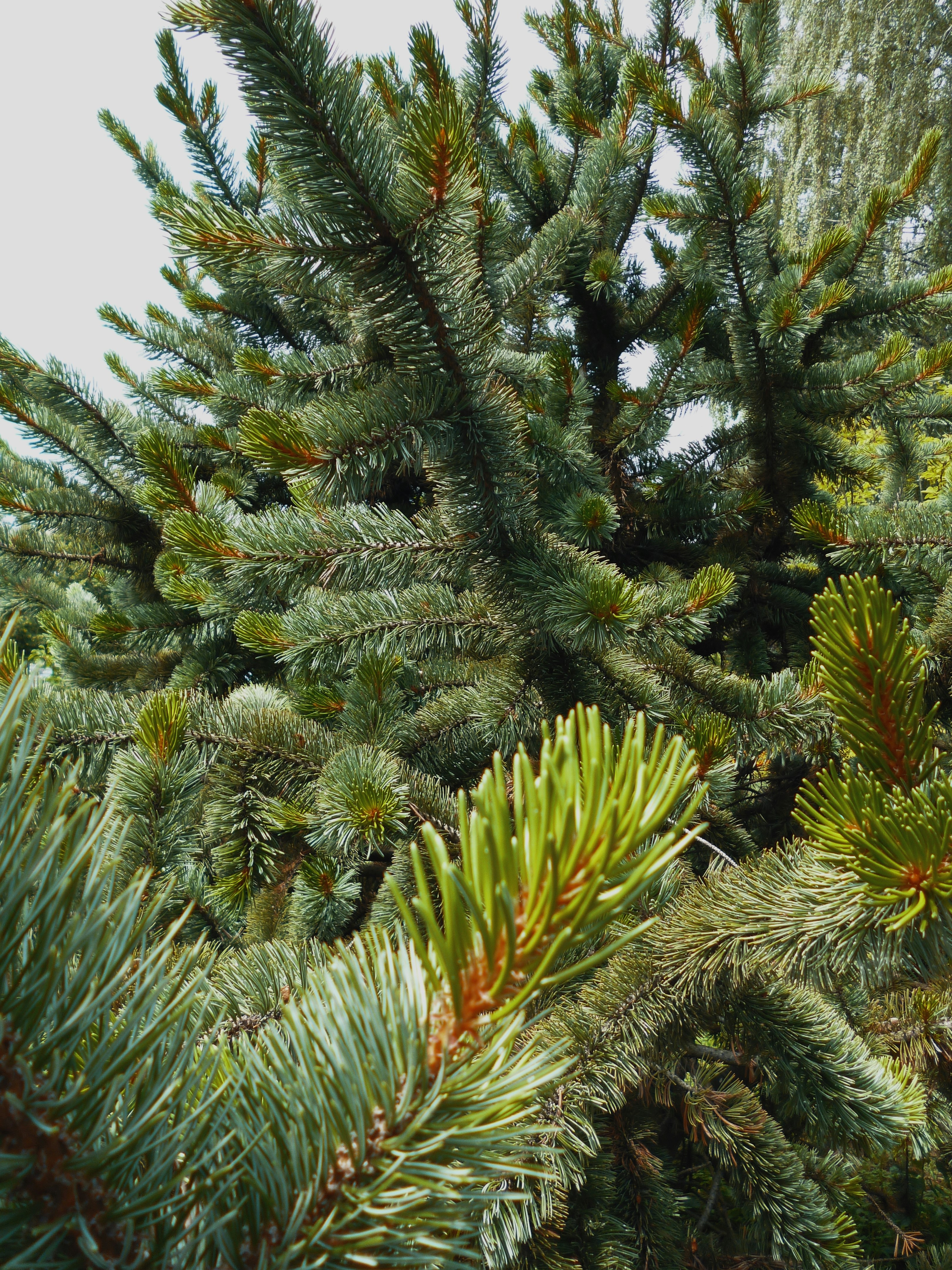 Evergreen Convergence: A Dense Crown of Pine Needles