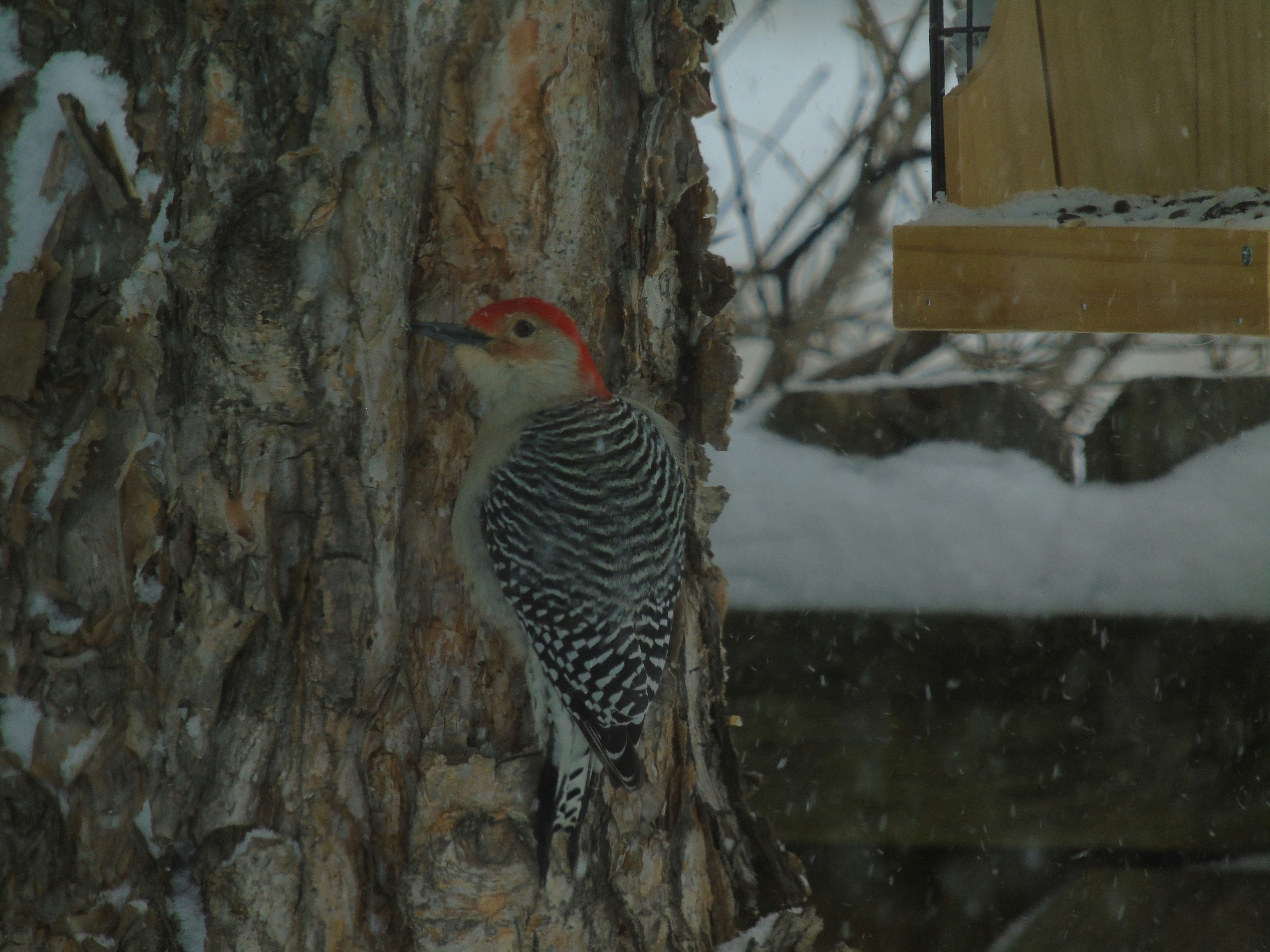 Red-capped Woodpecker at the Tree Trunk in Quiet Snow