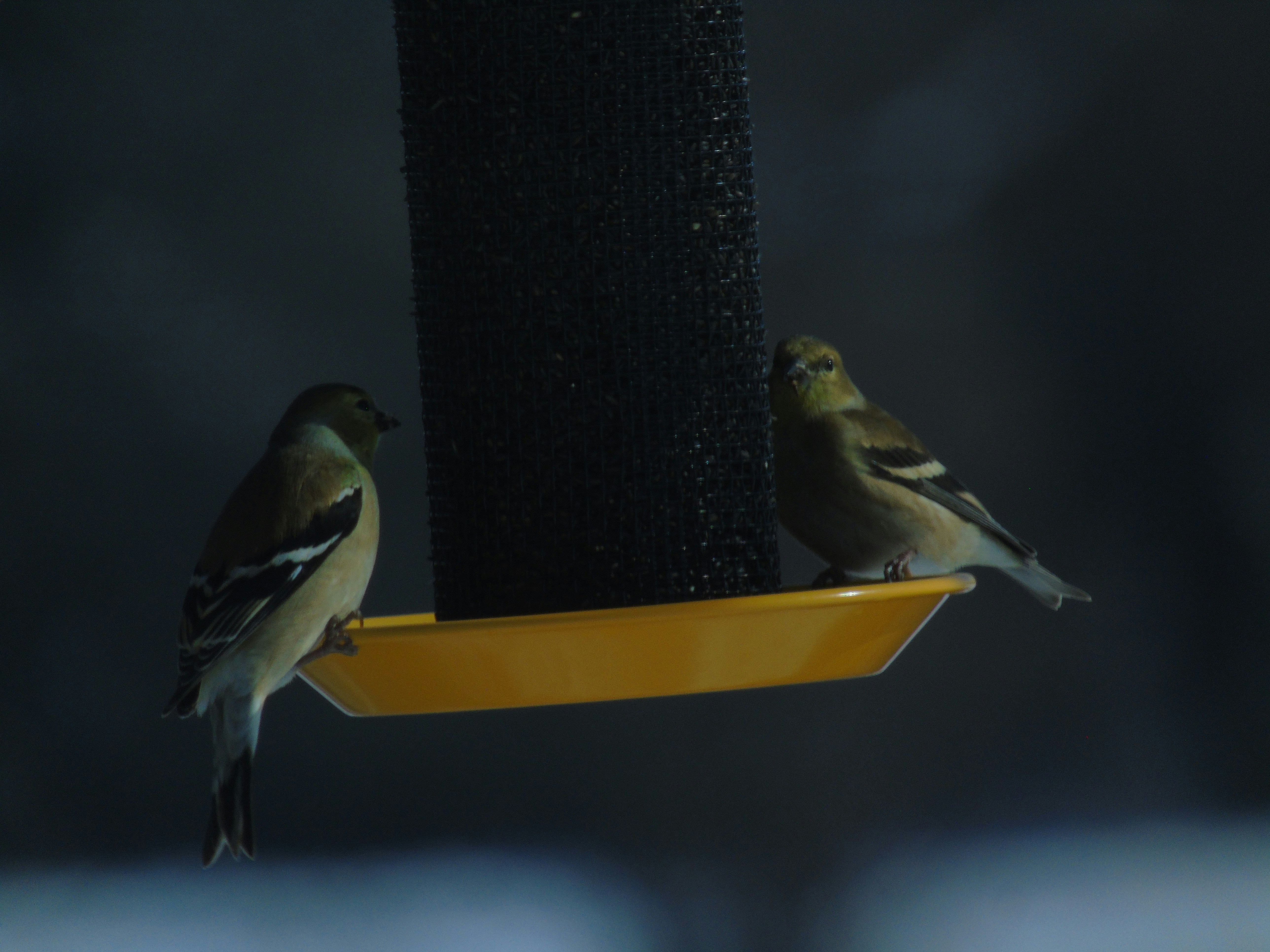 Two finches at a yellow feeder plate in dusk-lit garden