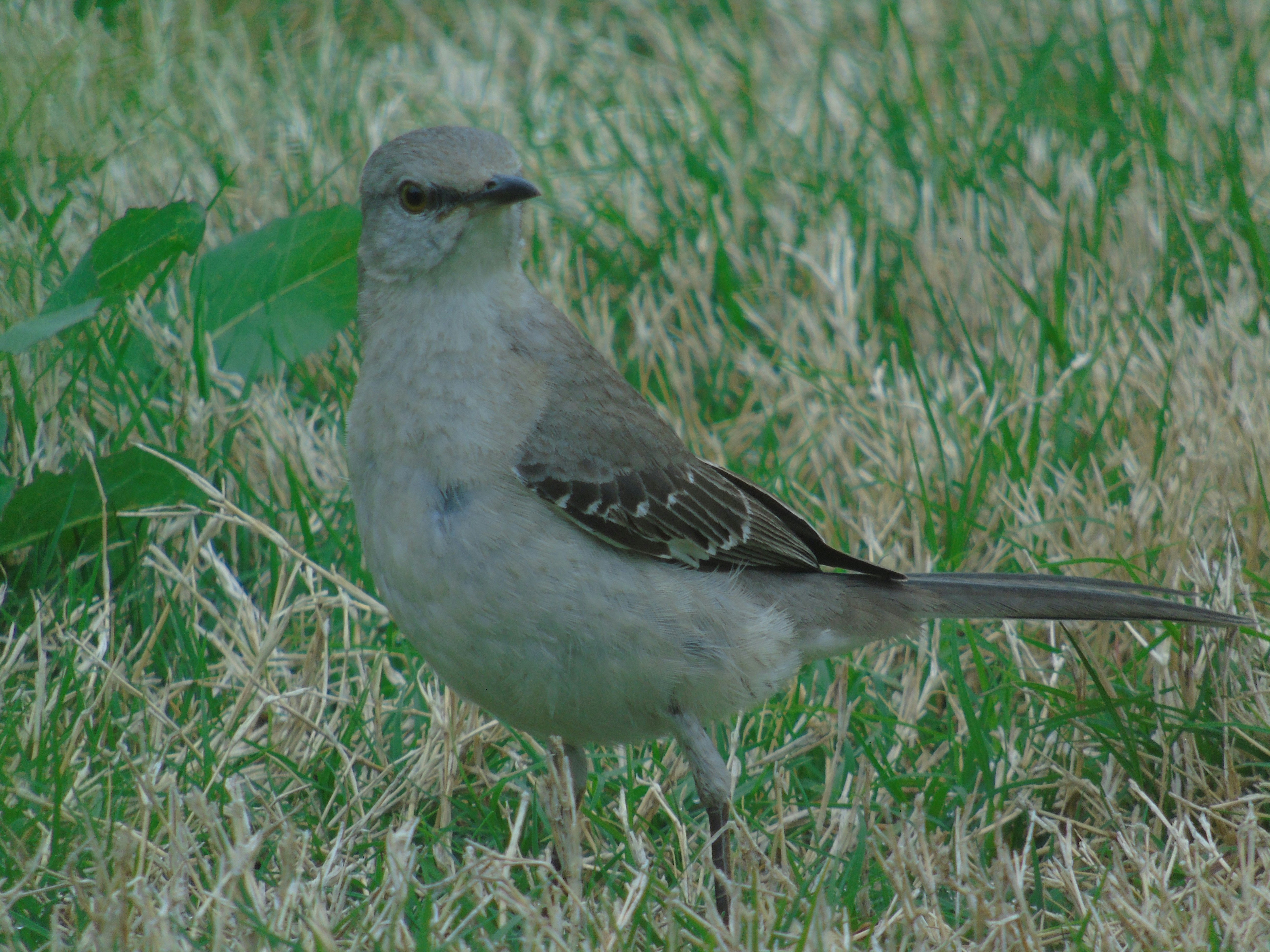Ground-crest Perch: A Grayish Warbler Stands Amid Grass