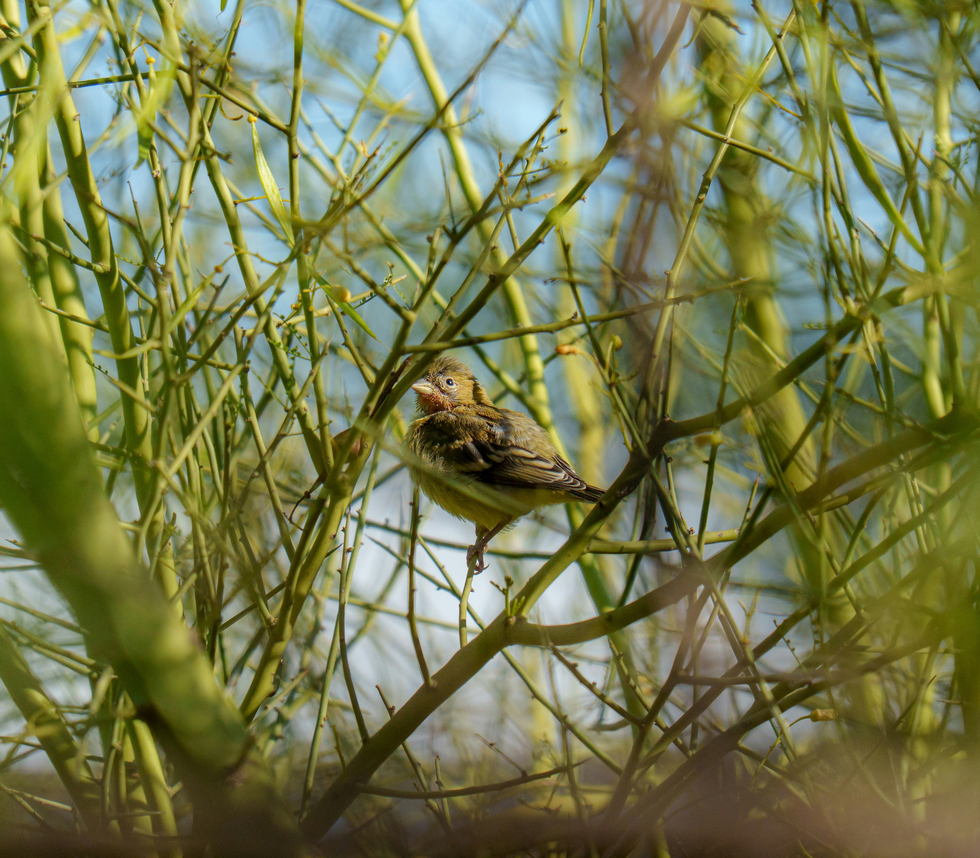 A Finchy View Through Willow Whisperings