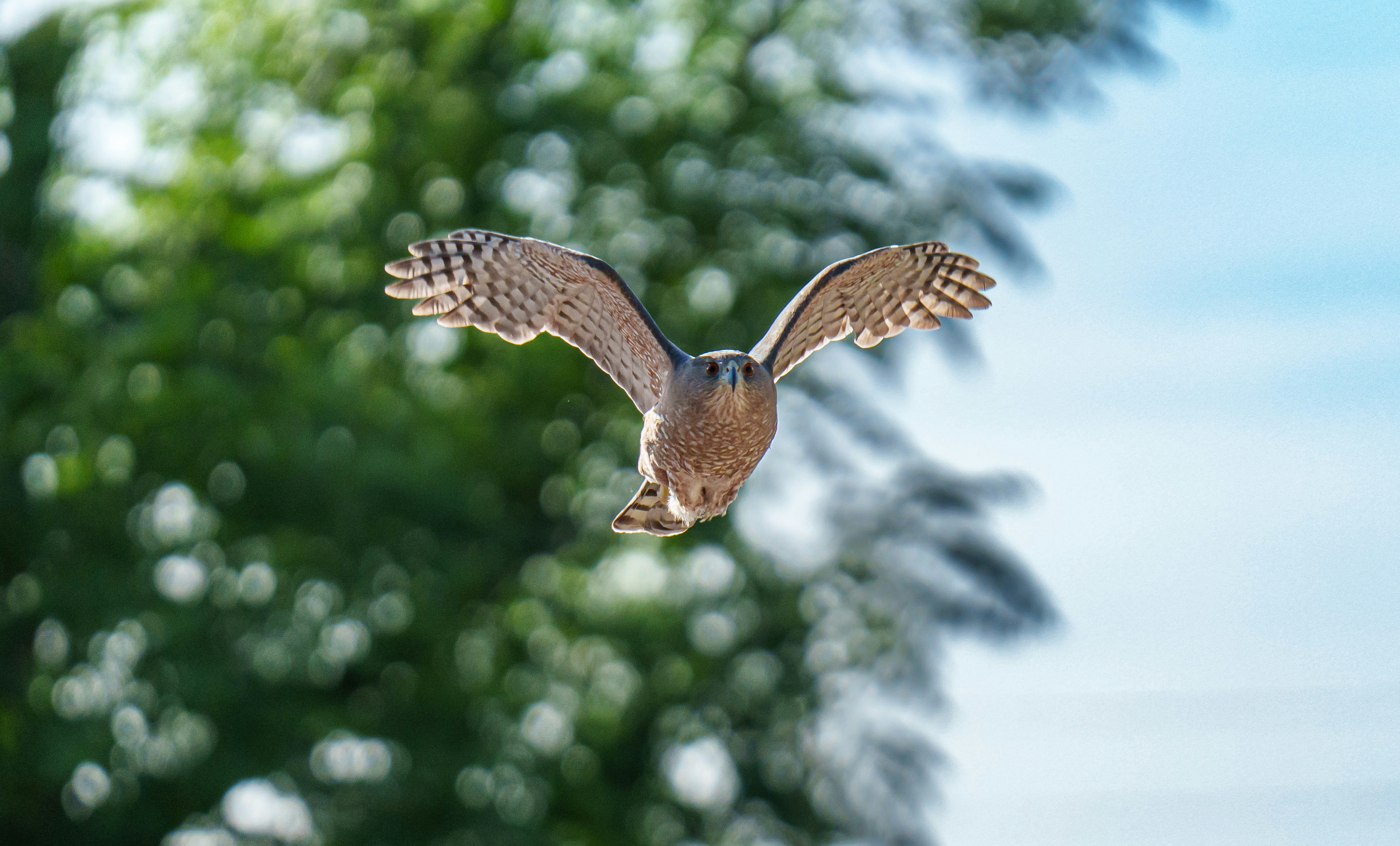 Mid‑flight Focus: a hawk gliding toward the viewer