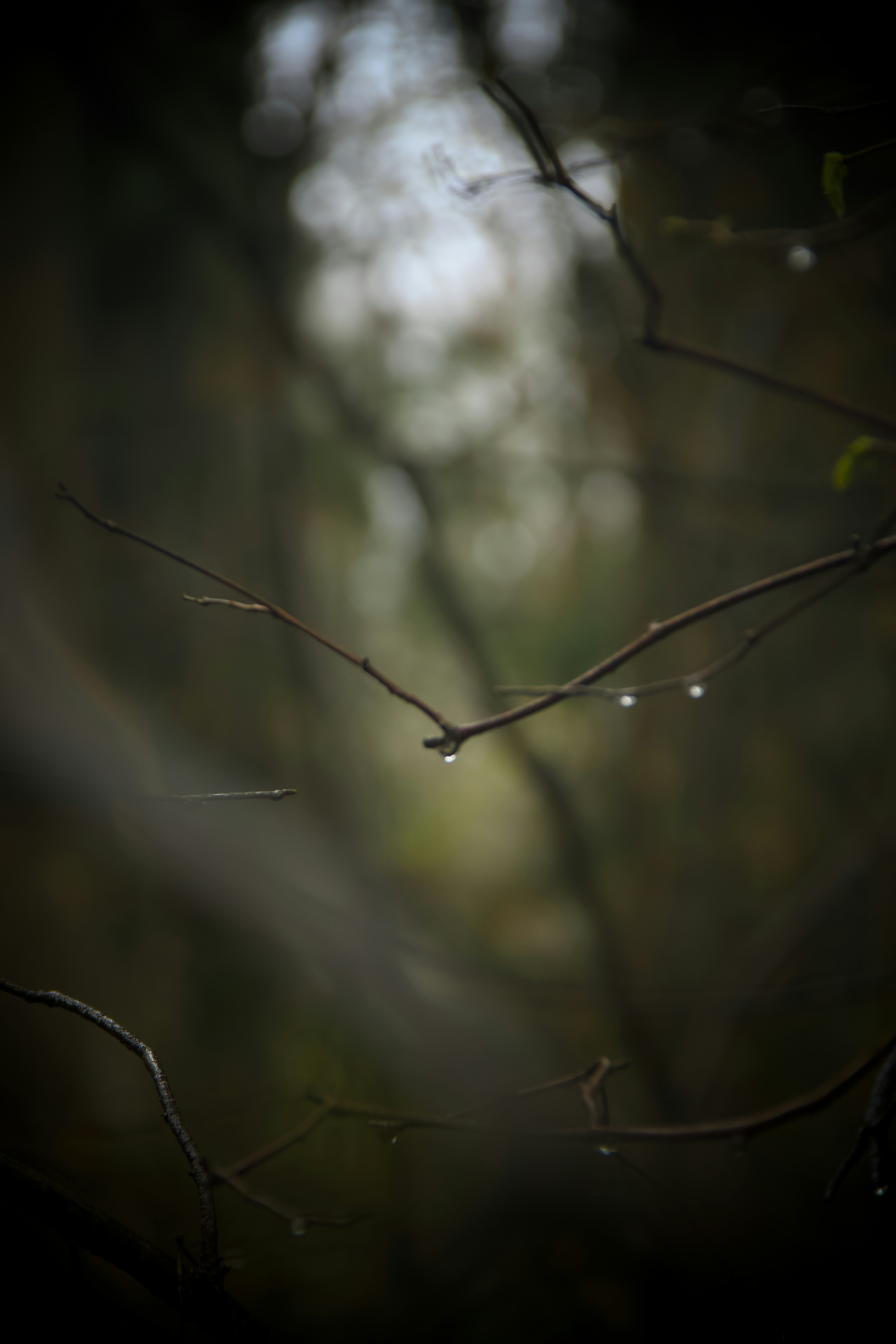 Dewlit Branches in a Quiet Forest Veil