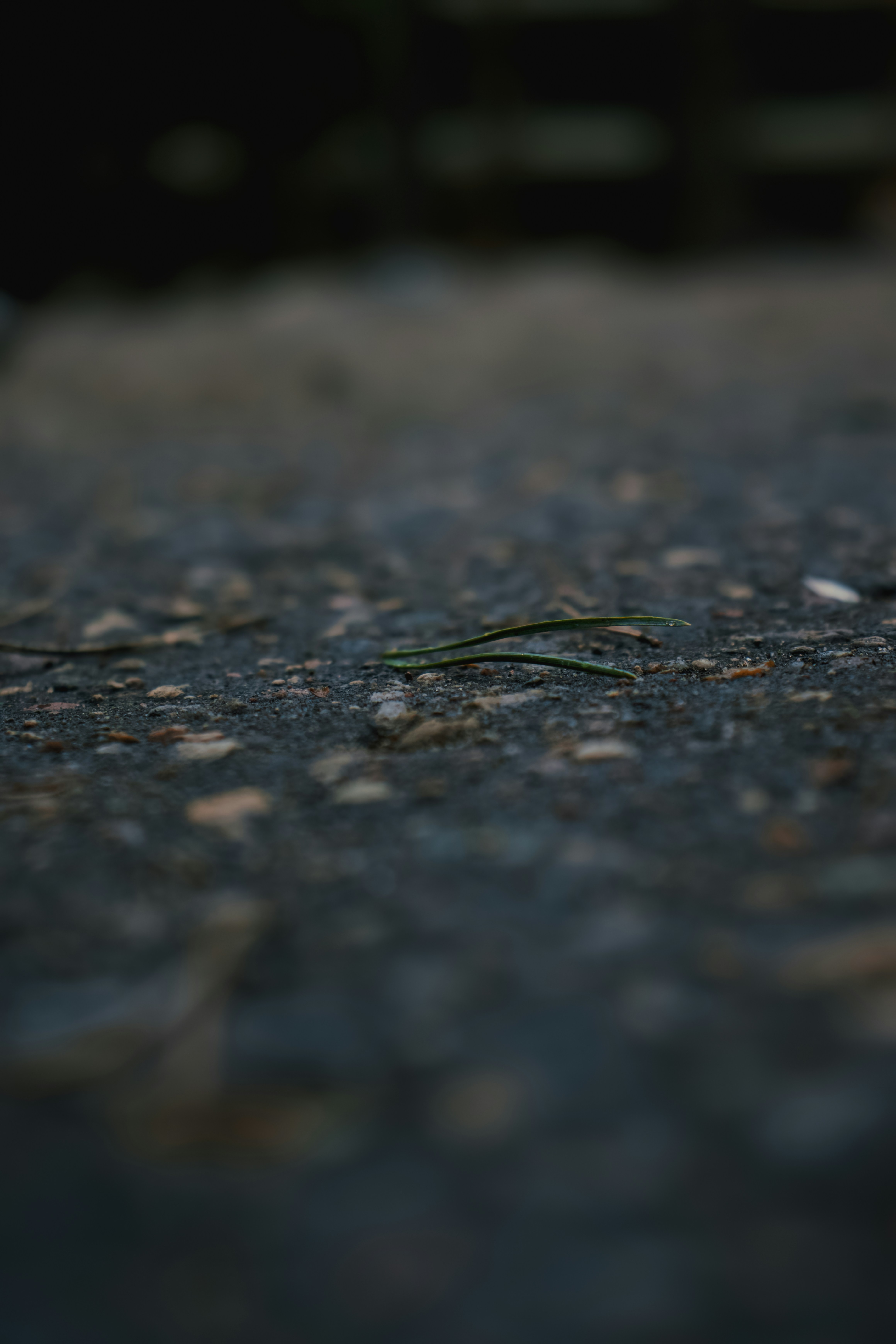 A single pine needle on a rain-worn pavement