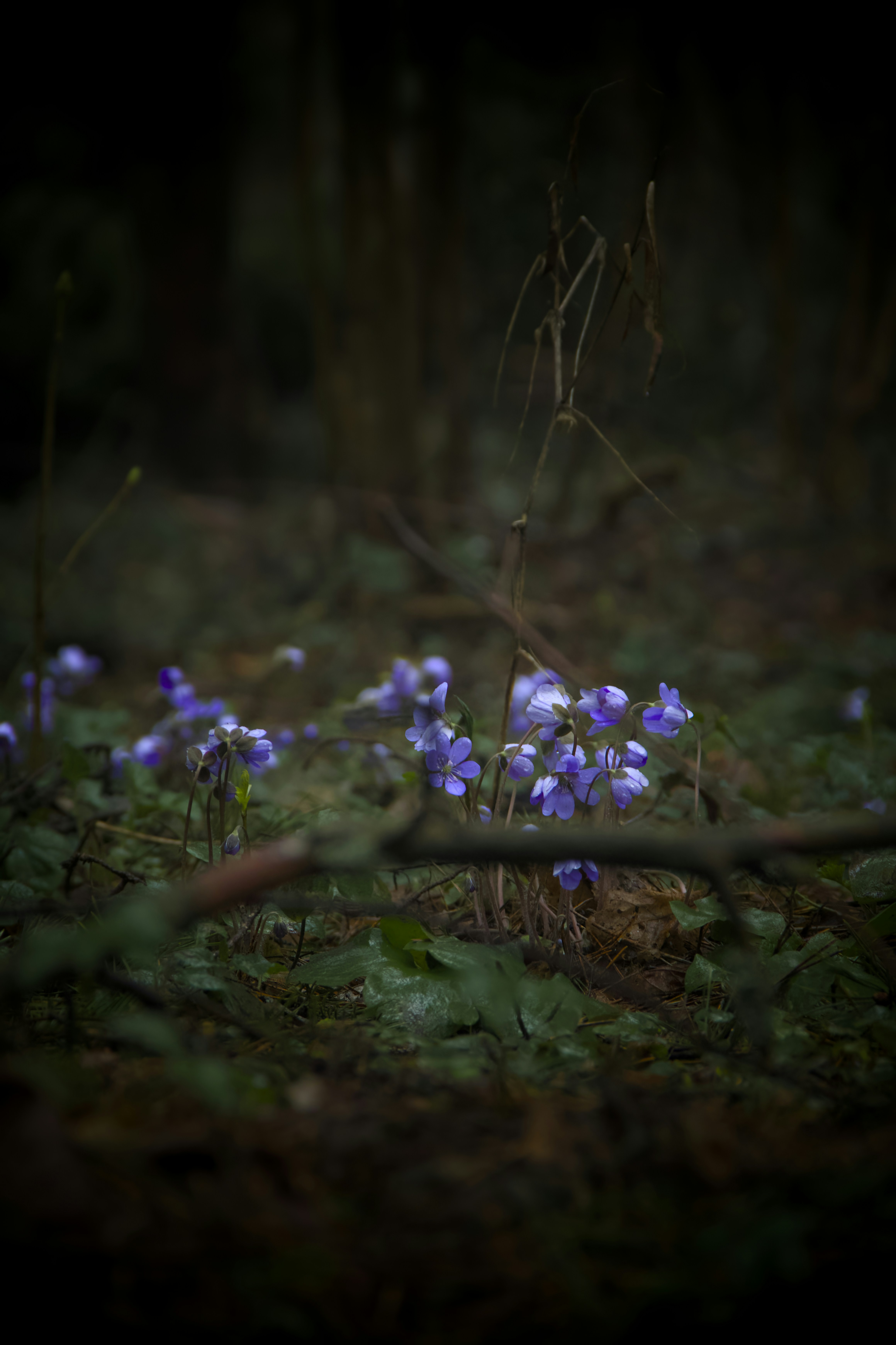 Purple Blooms in a Velvet Forest Clearing