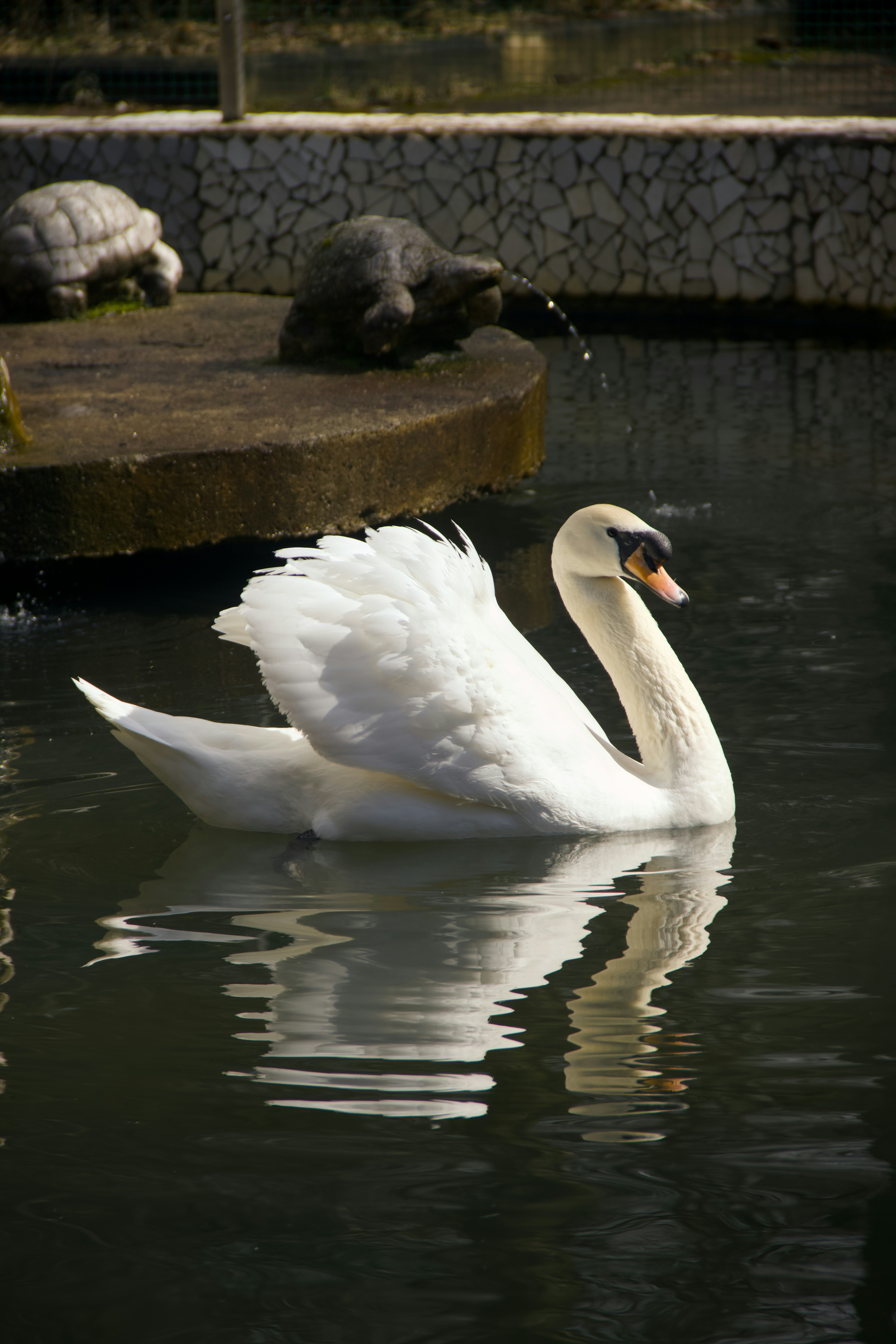 Grace on the Ripple: A White Swan Gliding by the Fountain