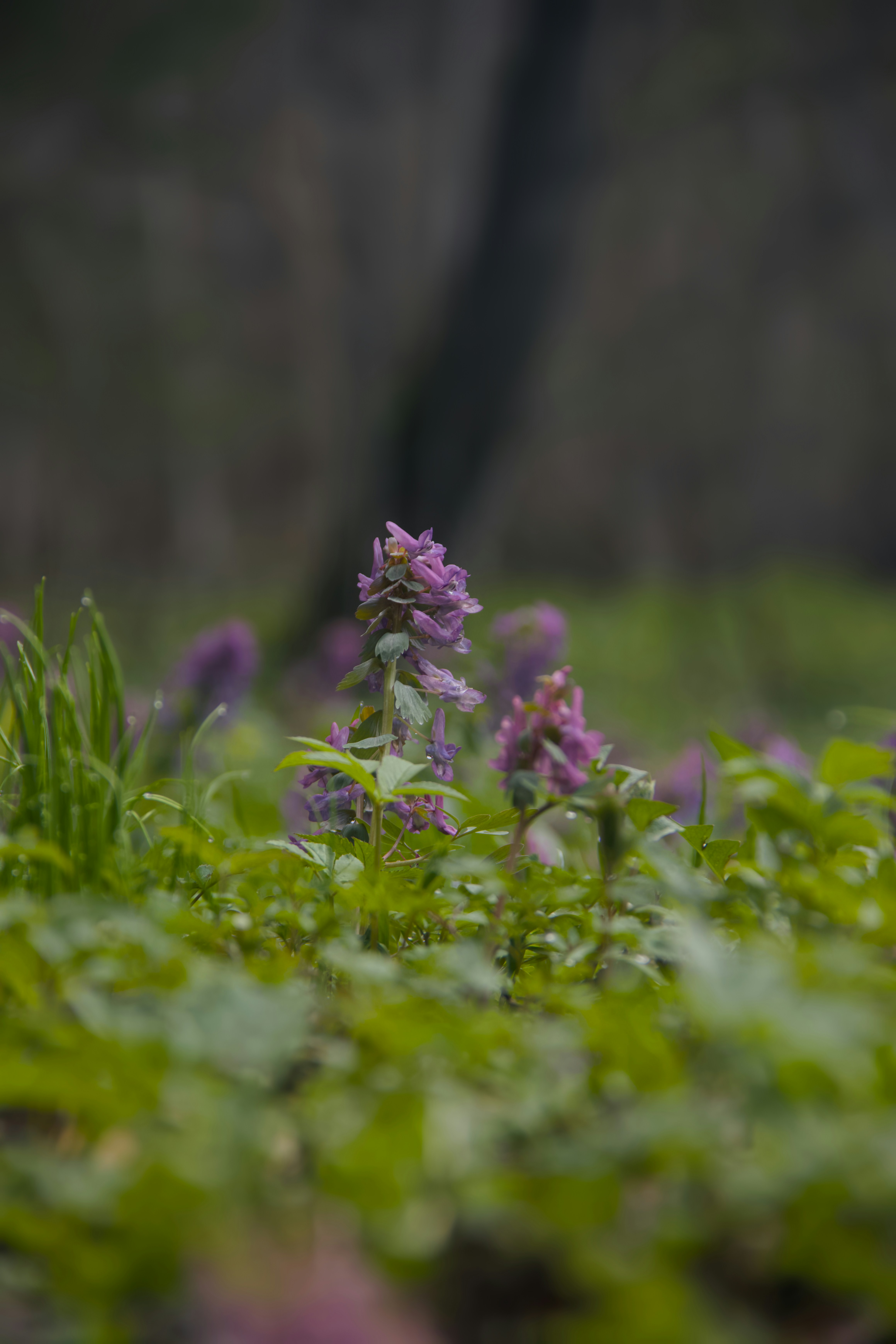 Pink wildflower amid a green meadow with a blurred forest backdrop