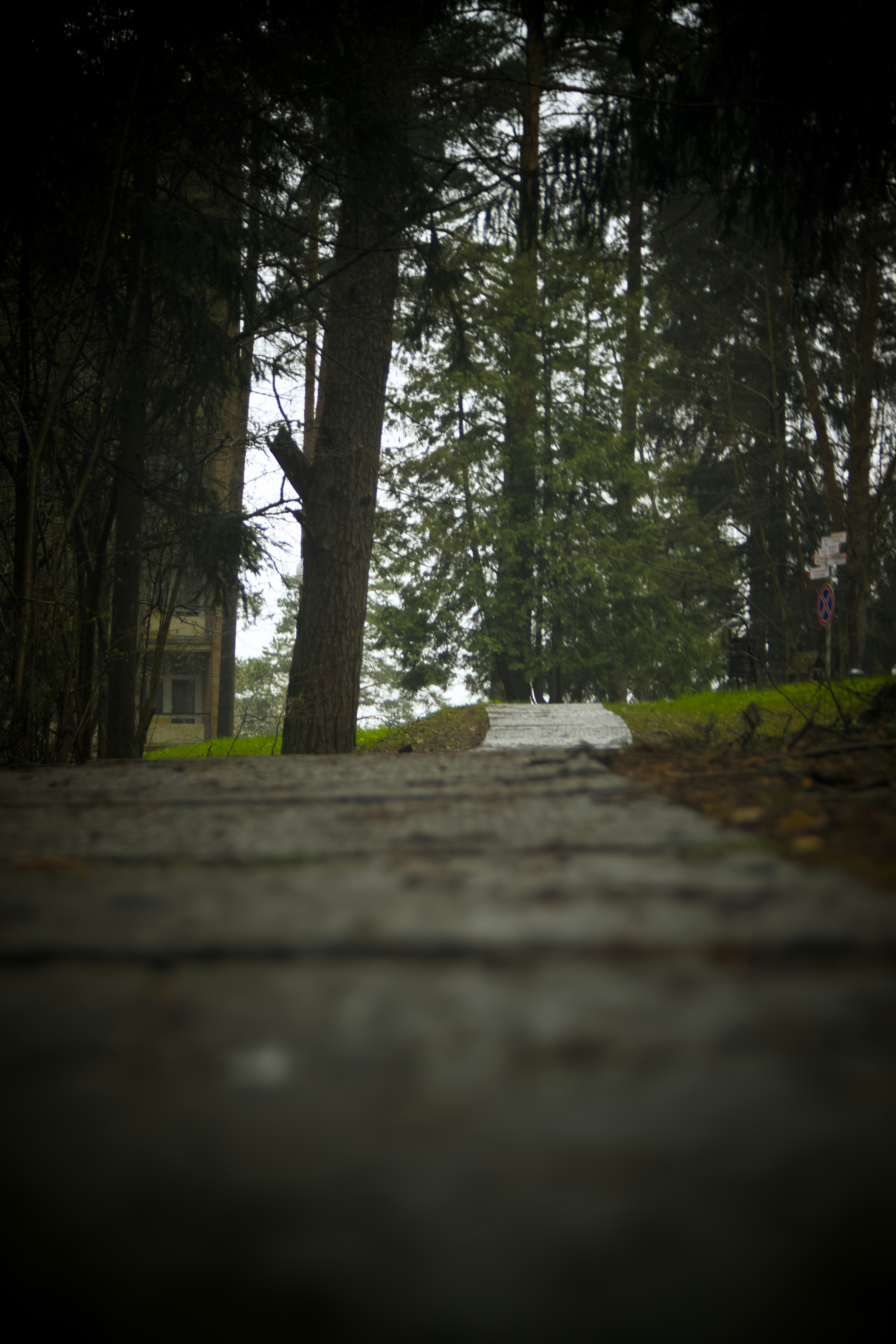 Path to the Clearing: Low-Angle Moment Through Pine Corridor