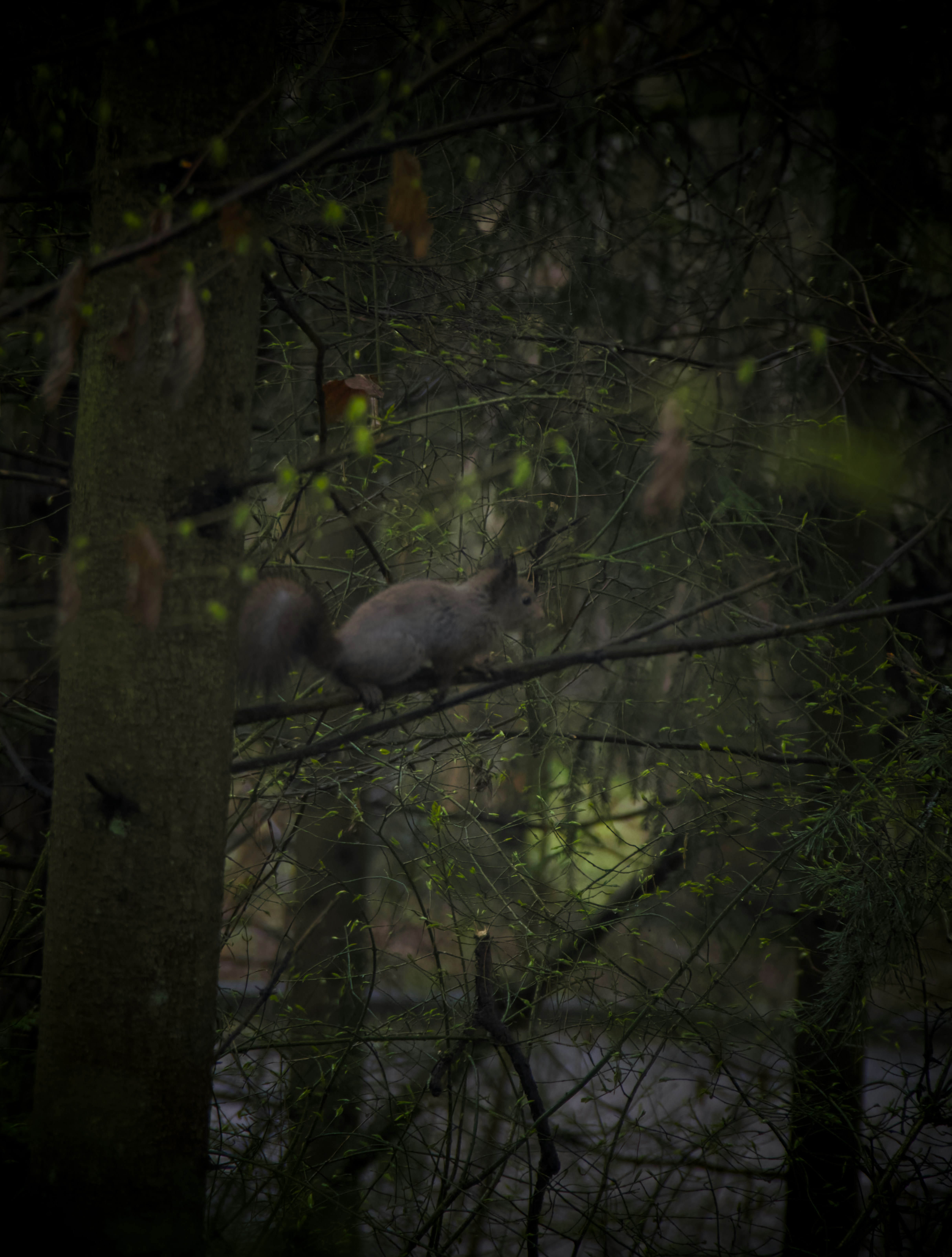 Shadowed Squirrel on a Moonlit Branch