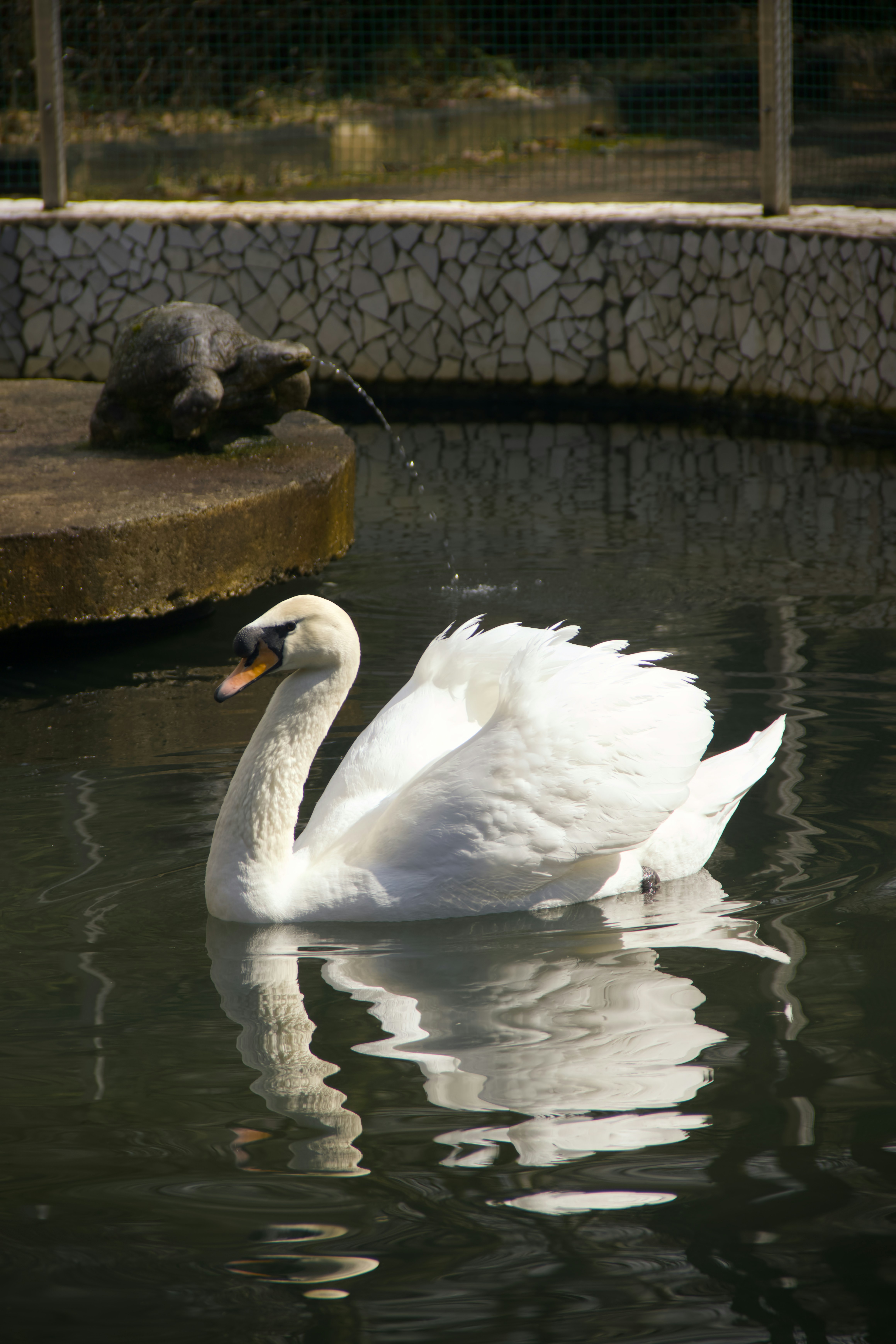 Graceful Swan Gliding Across a Calm Pond