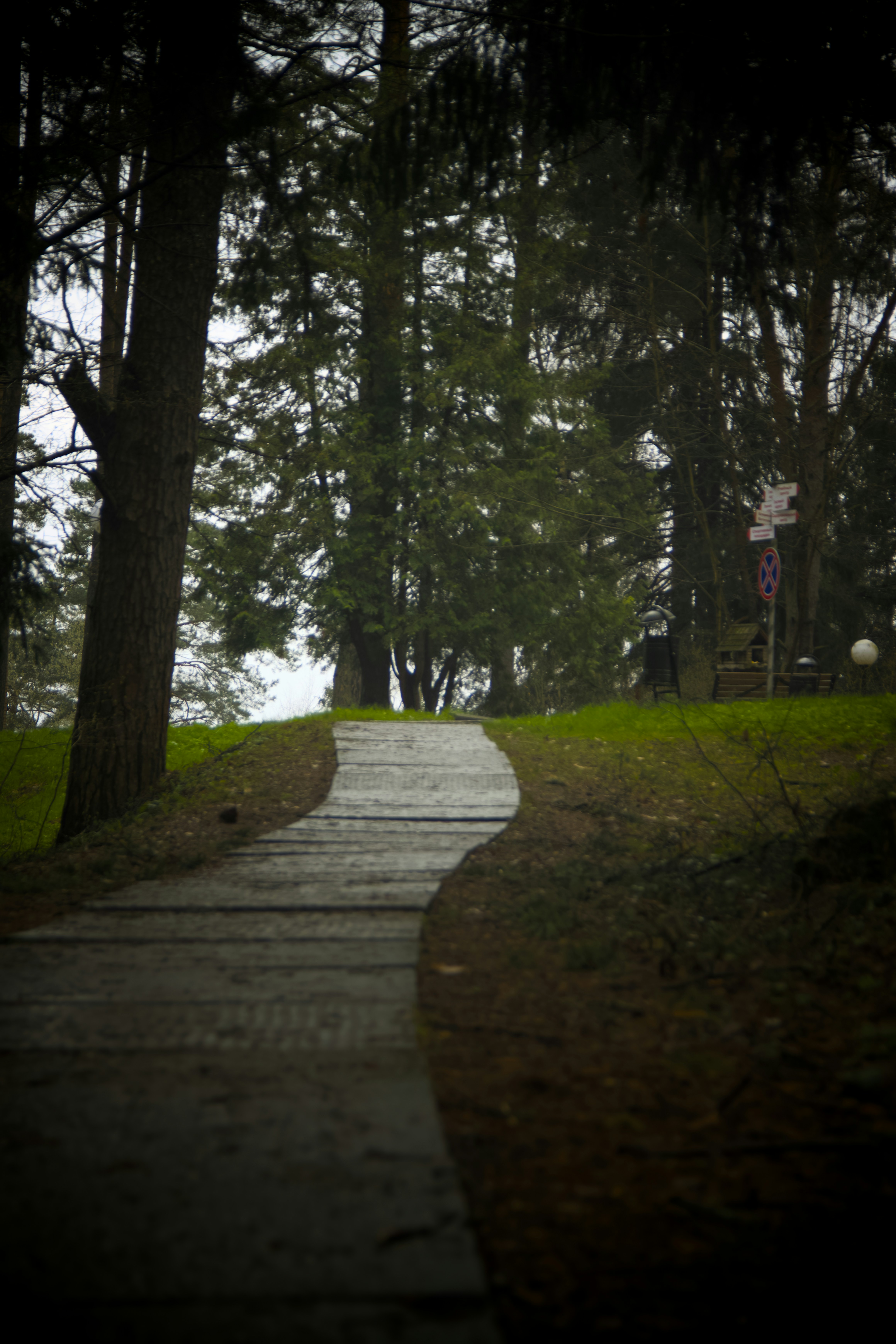 Path to the Hidden Clearing