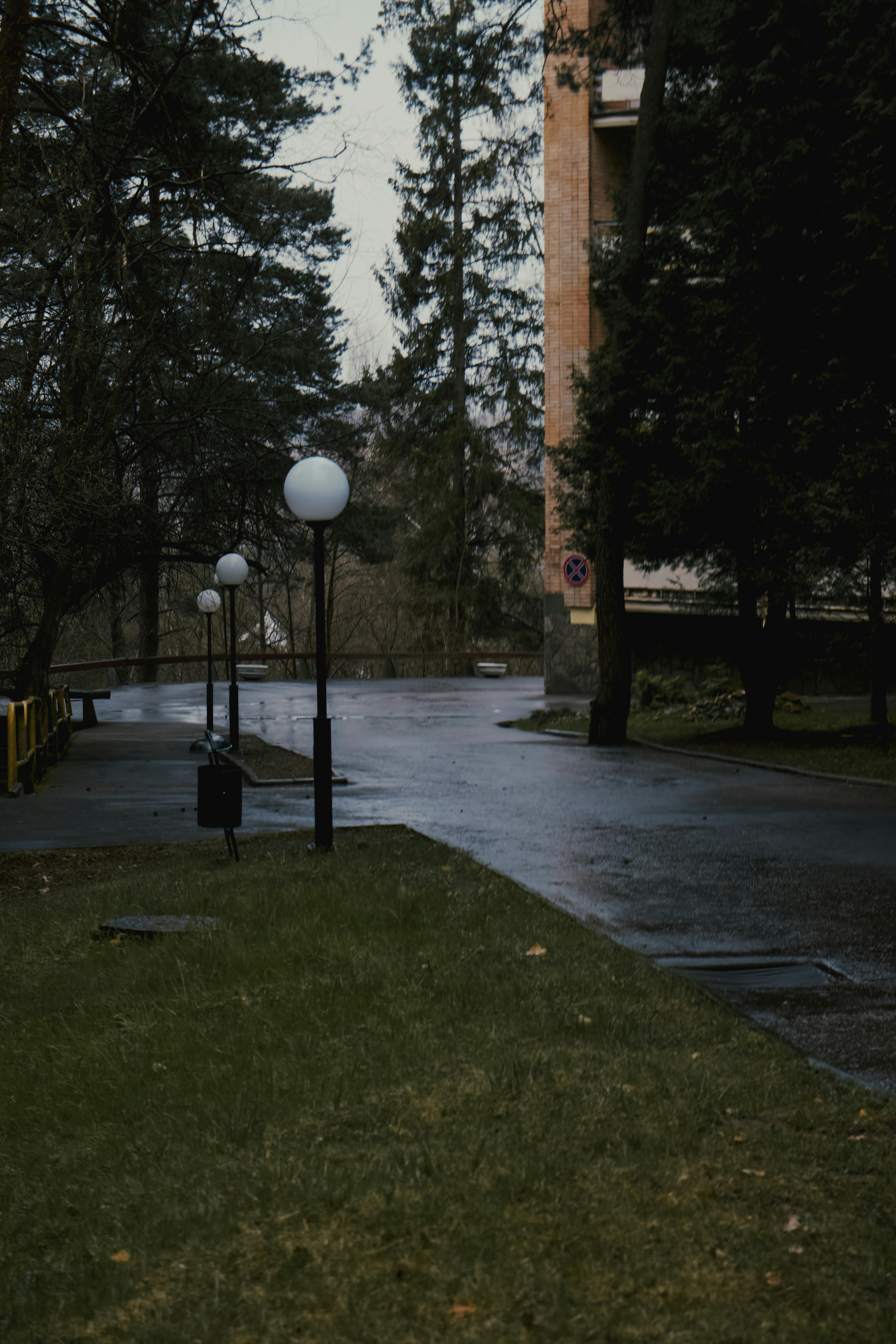 Lamplight Promenade Between Mossy Pines