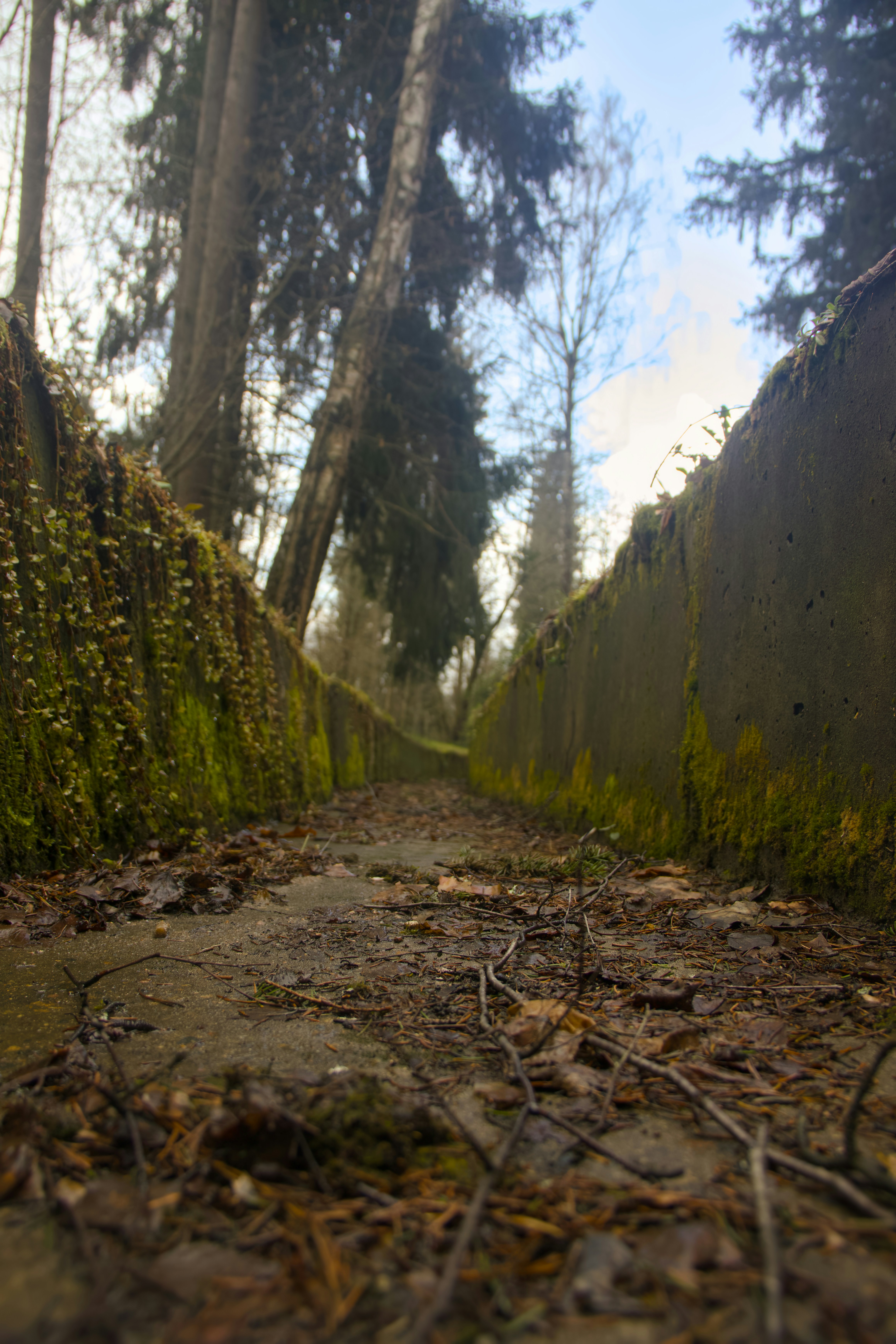 Mossy Path Between Walls: A Ground-Level Walk Through a Quiet Forest Corridor