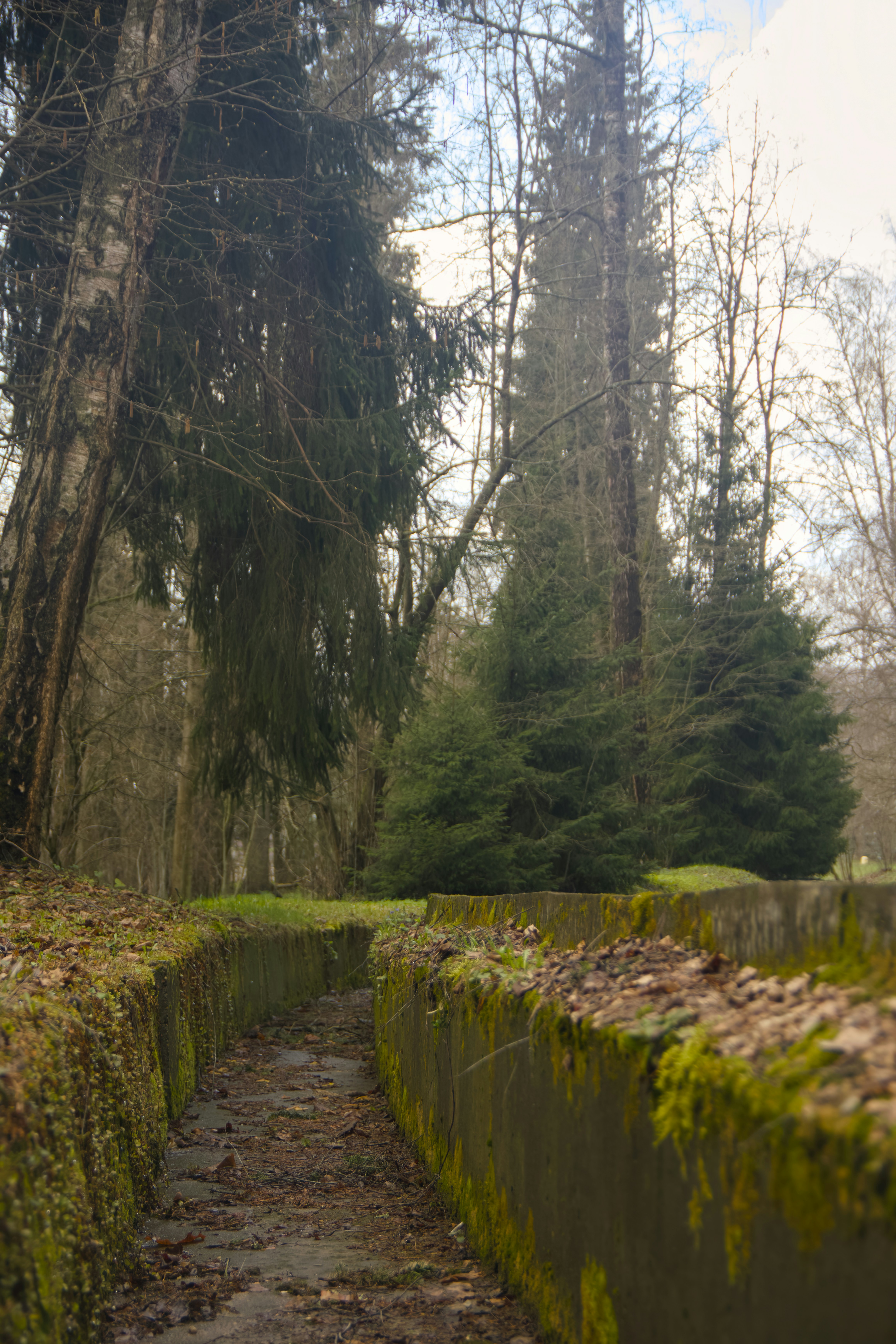 Moss-Covered Canal Lined with Tall Pines