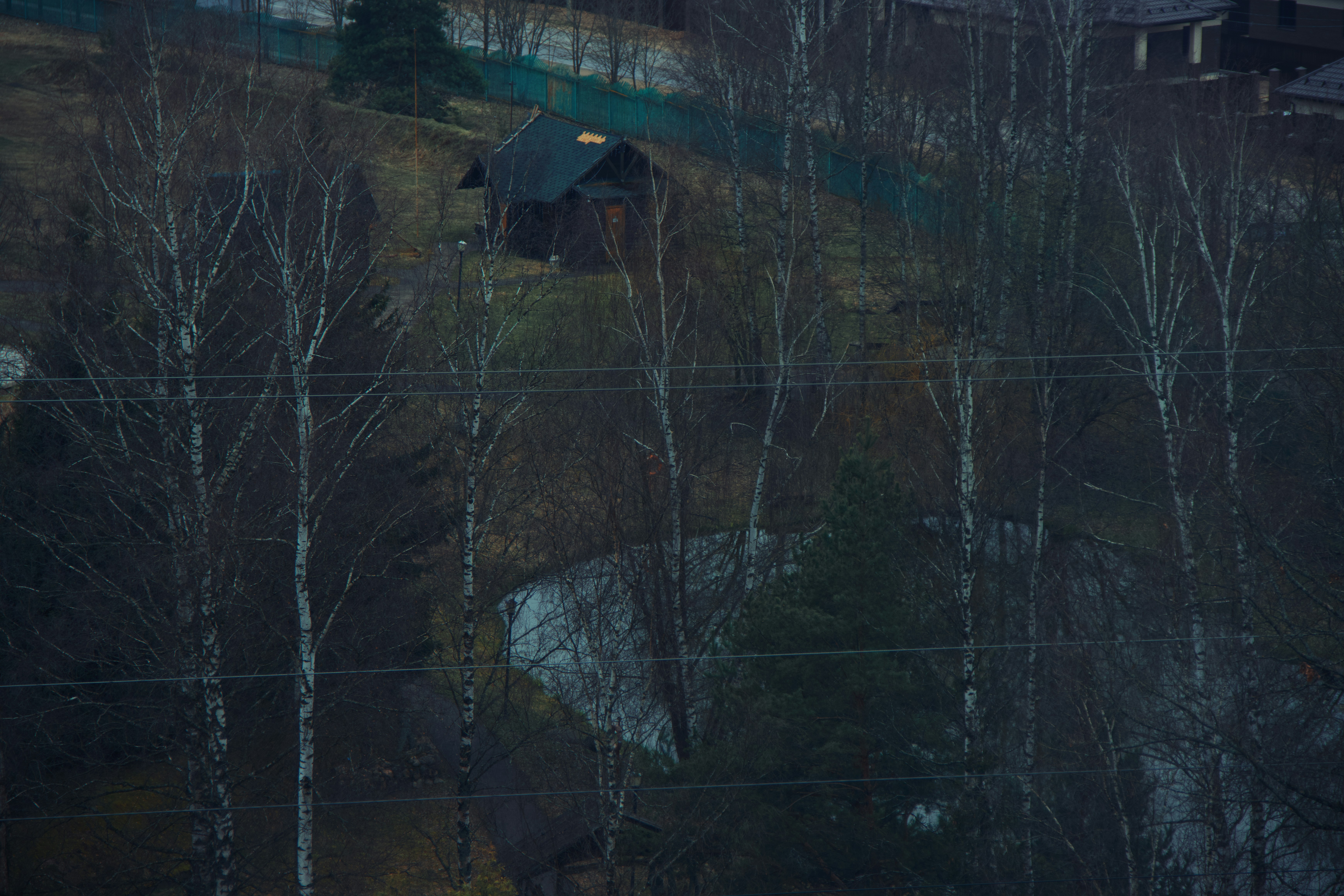 Silent Village Edge: Snowy Trees and Subtle Structures