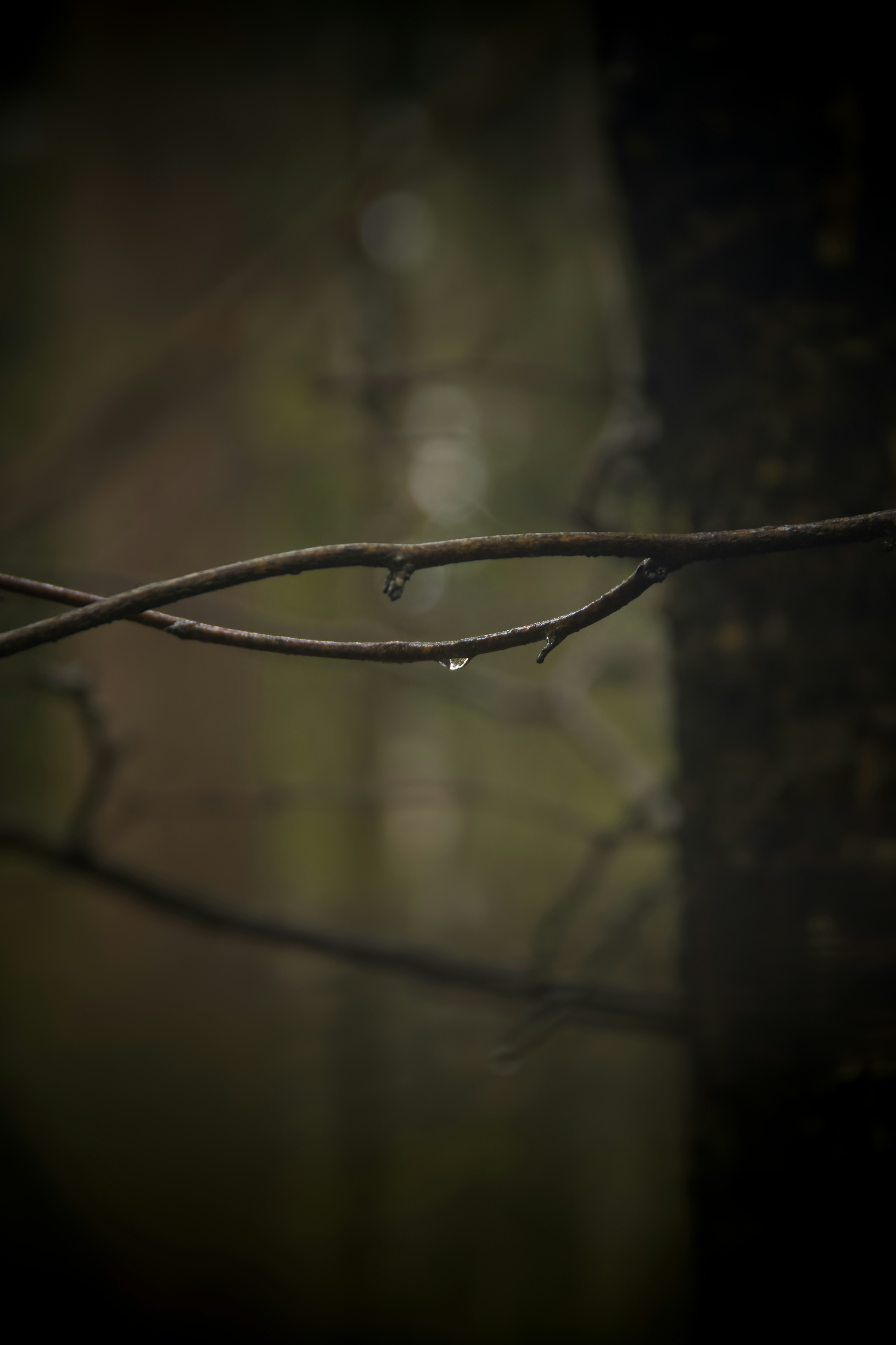 Droplet on a Branch in Dappled Forest Shade