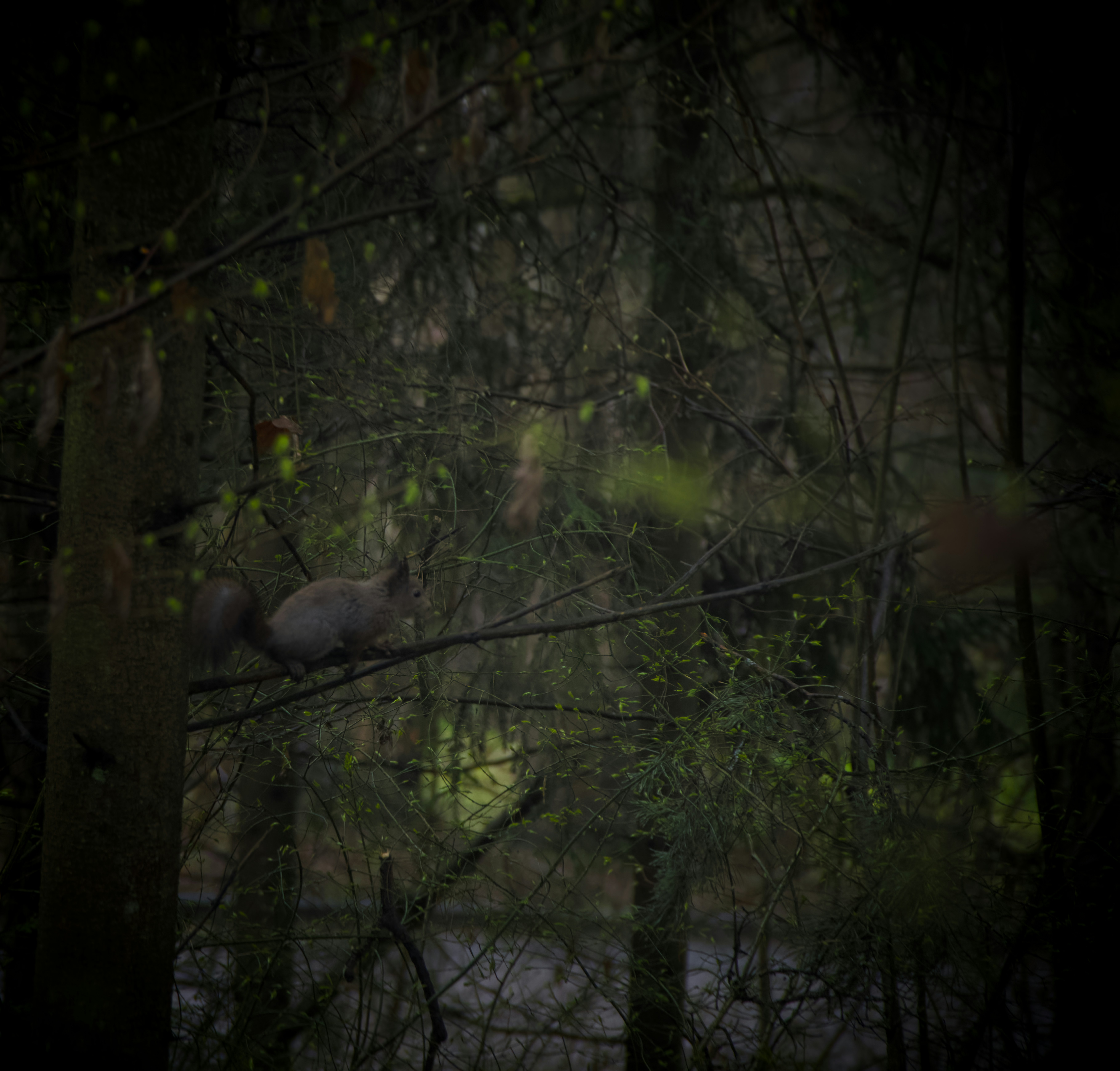 Moonlit Squirrel in the Quiet Forest